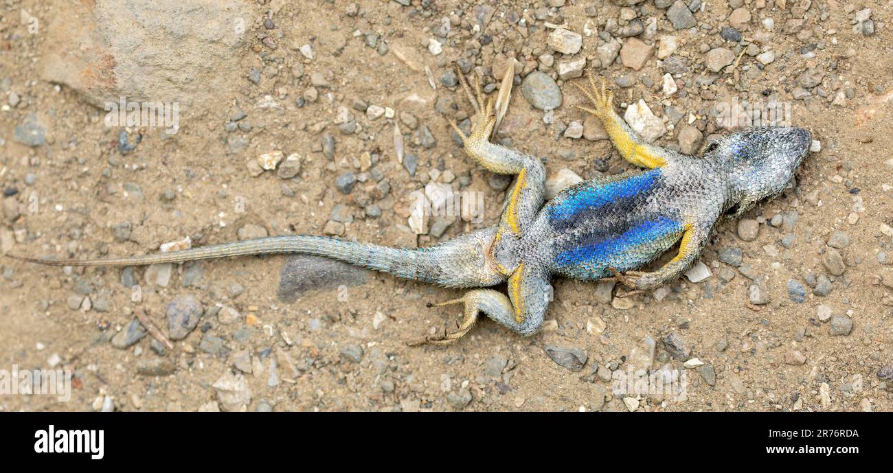 Western Fence Lizard plays dead to stay alive. The blue ventral side of ...