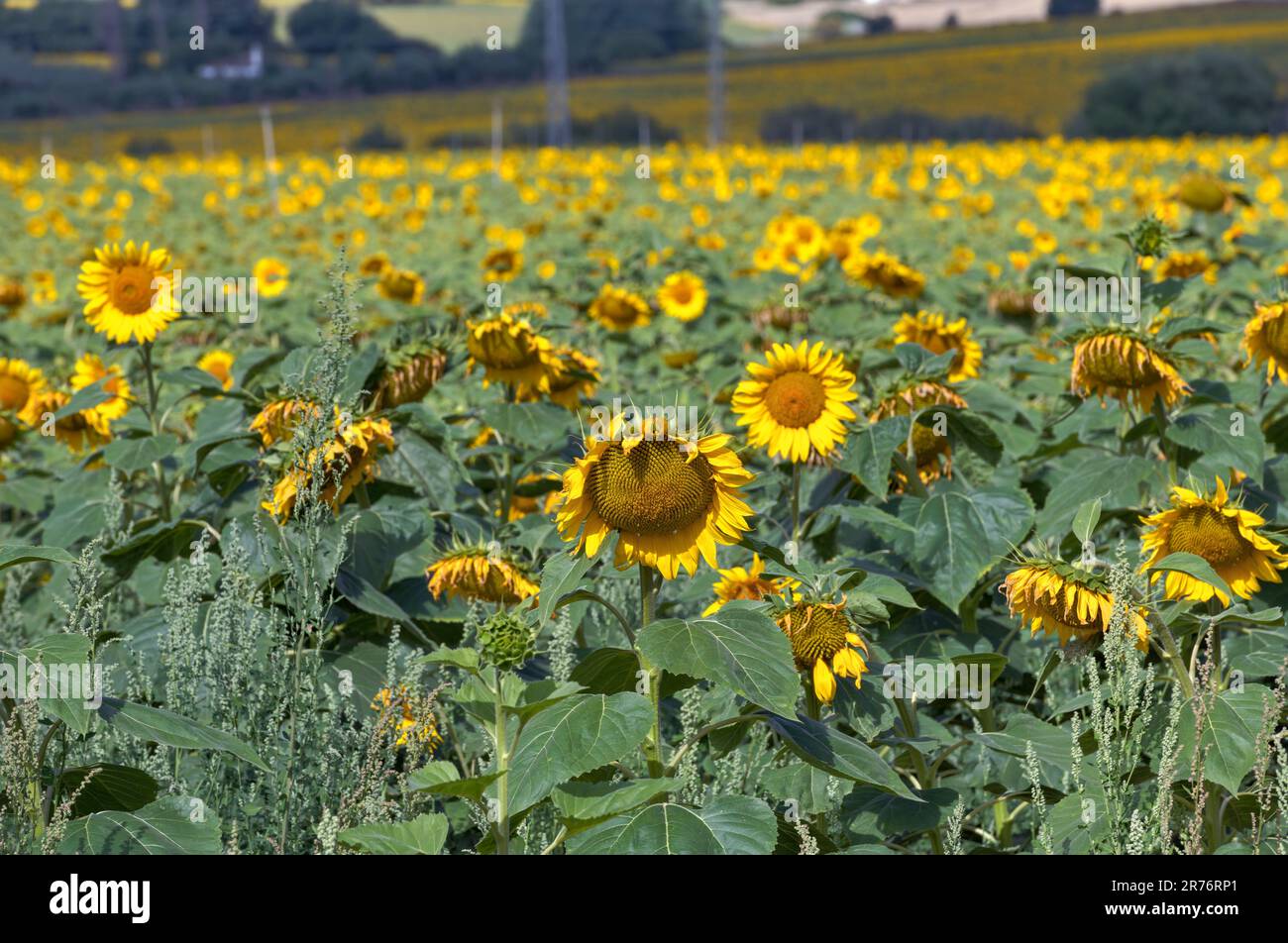 Cultivo de girasoles de cultivo hi-res stock photography and images - Alamy