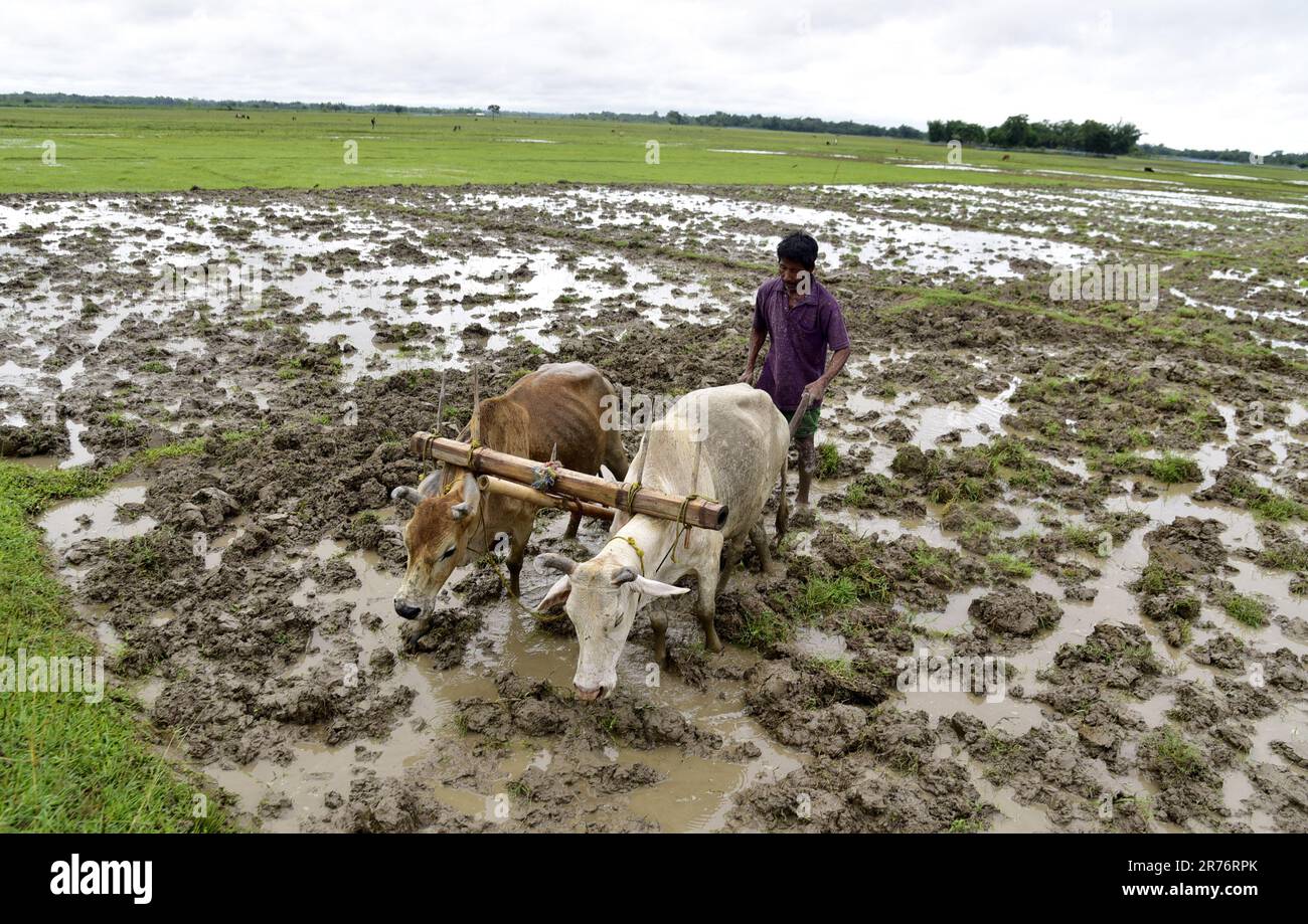 Guwahati, Guwahati, India. 11th June, 2023. A farmer plough his paddy ...