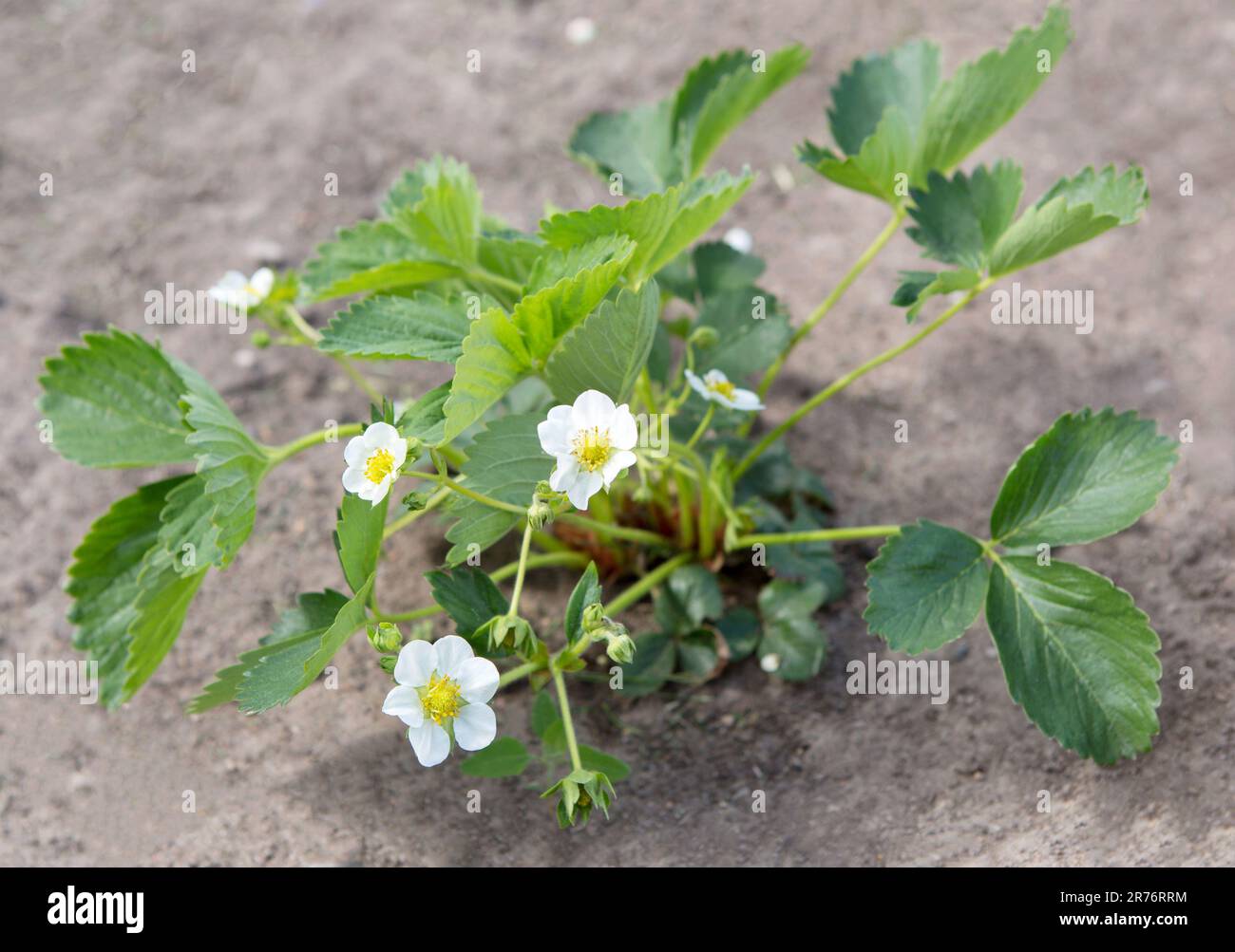 Strawberry plant. Wild stawberry bushes with flower Stock Photo - Alamy