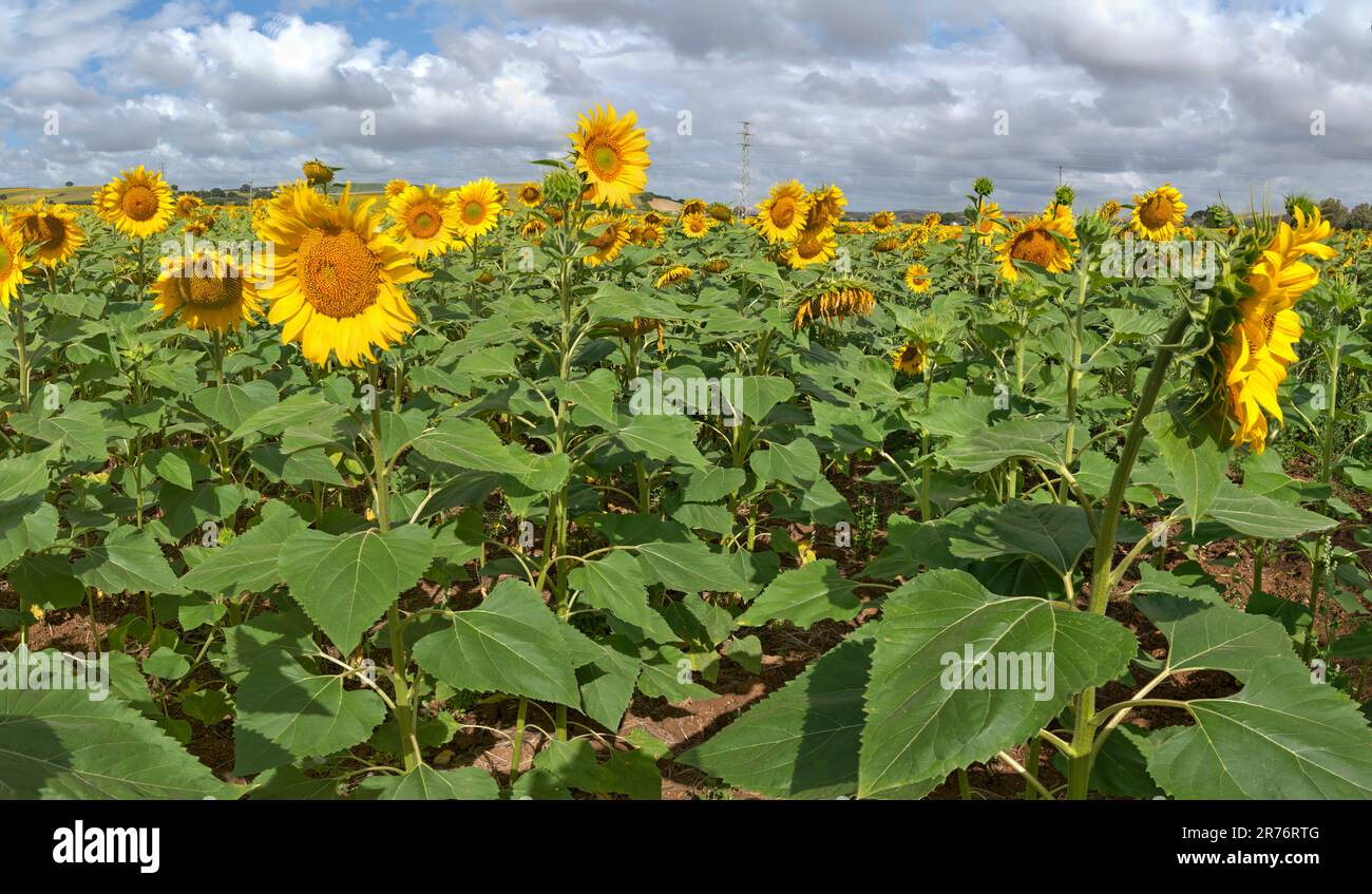 Girasoles girasoles girasoles campos de girasoles hi-res stock ...