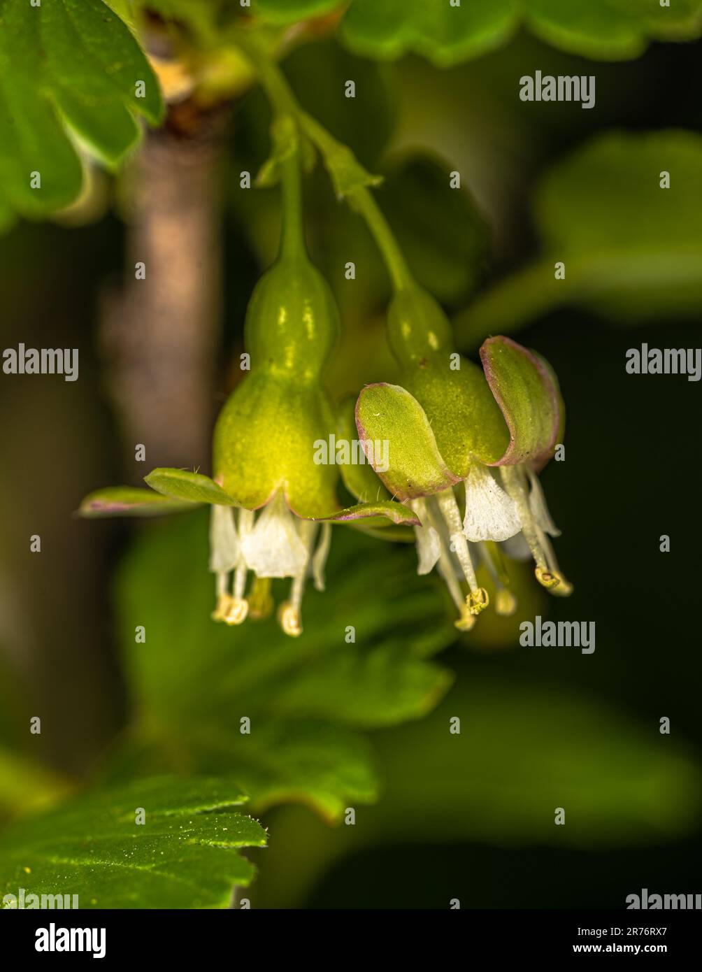 European Gooseberry (Ribes uva-crispa) Flowers Stock Photo - Alamy