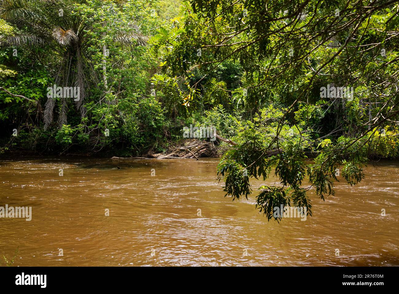 A scenic river flows through a lush forest, with the waters churning up ...