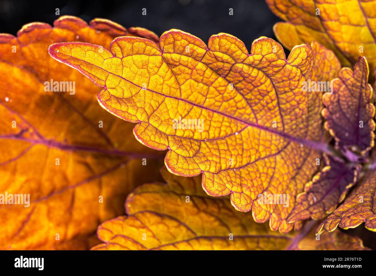Coleus Leaves cultivar Inferno (Coleus scutellarioides Stock Photo - Alamy