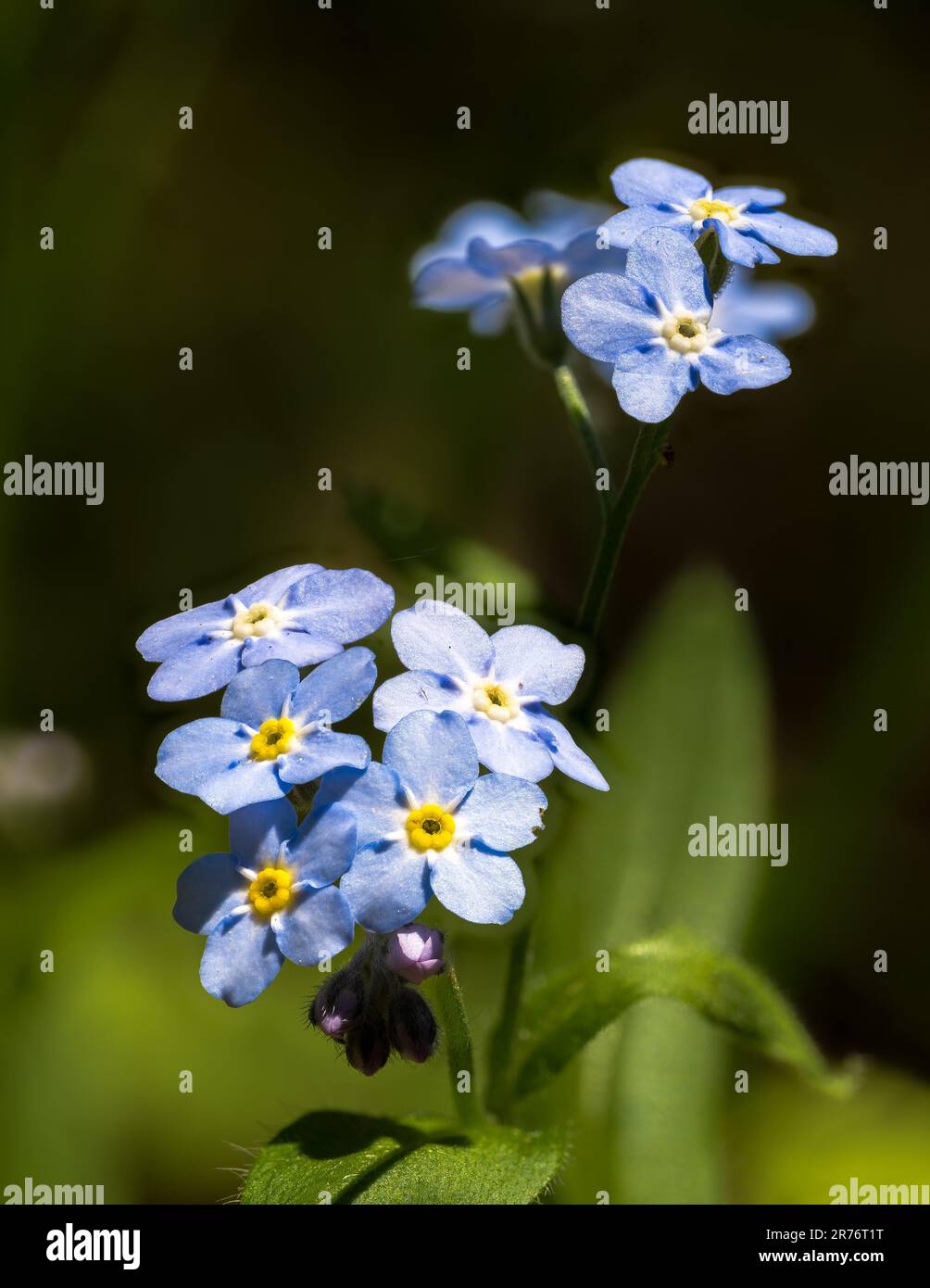 Myosotis scorpioides leaf hi-res stock photography and images - Alamy