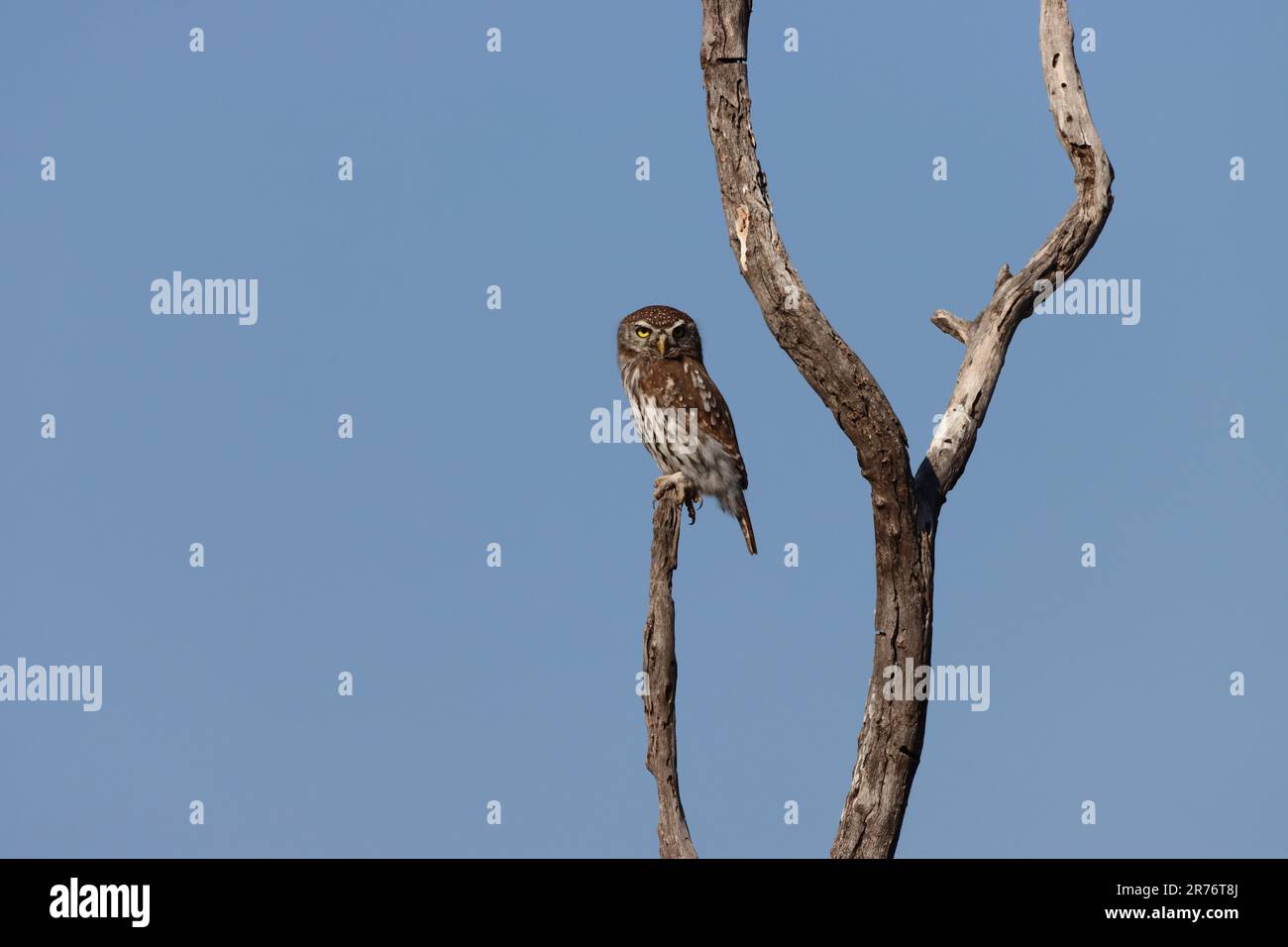 A beautiful brown-feathered owl perched in a tree, gazing intently at ...