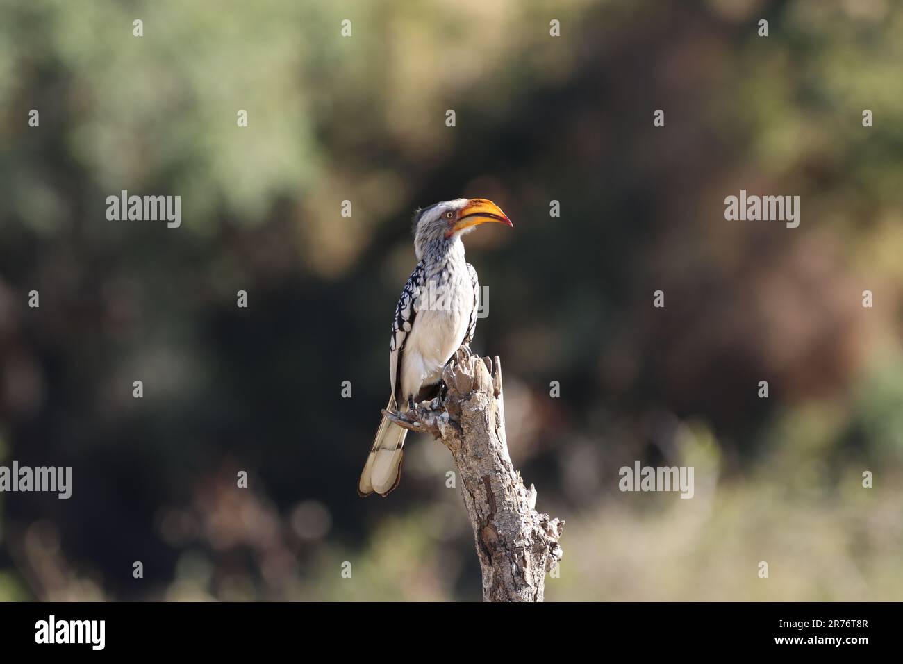 A yellow-billed bird is perched on a tree branch, looking up towards ...