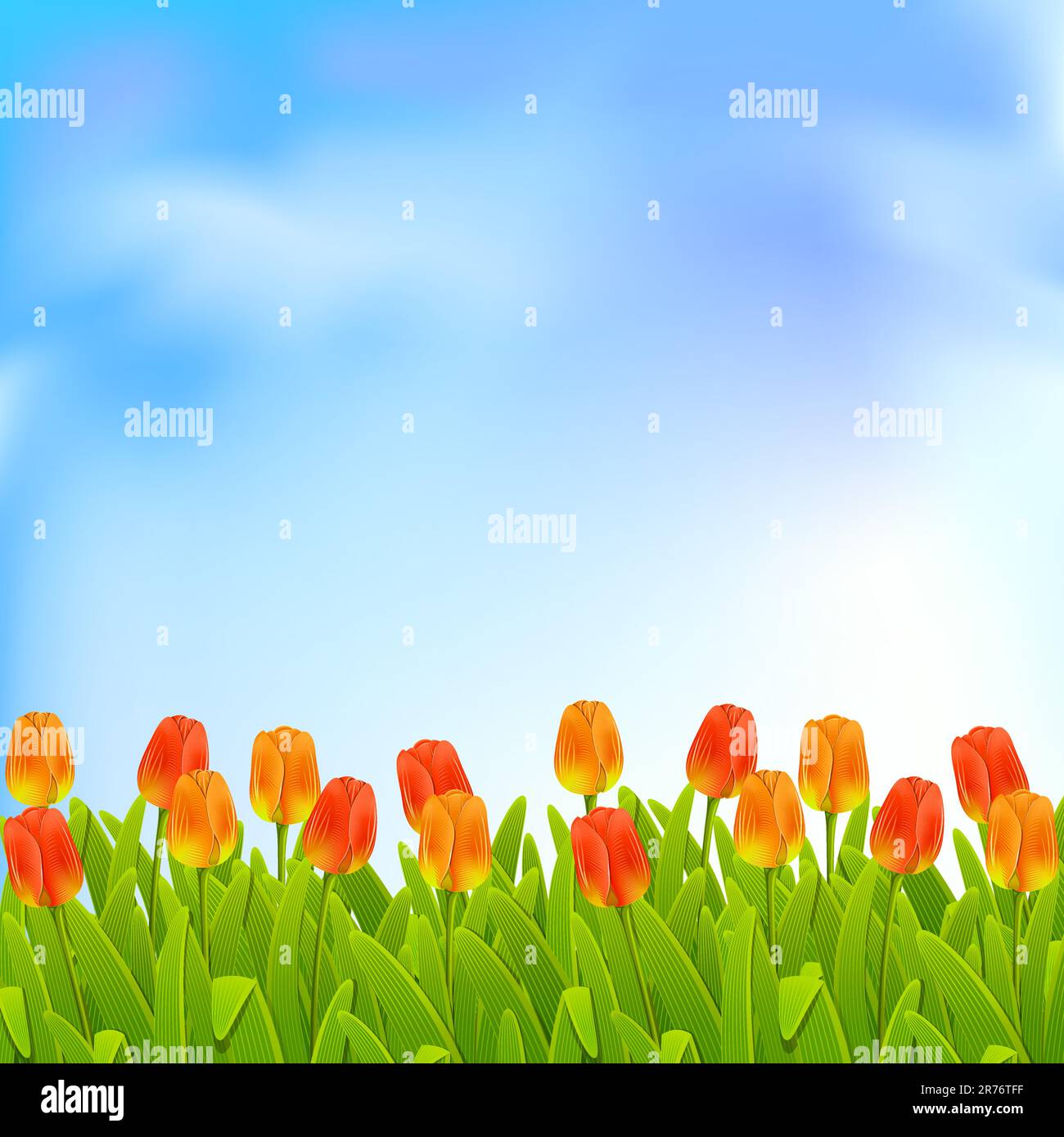 Tulip field border Stock Vector Images - Alamy