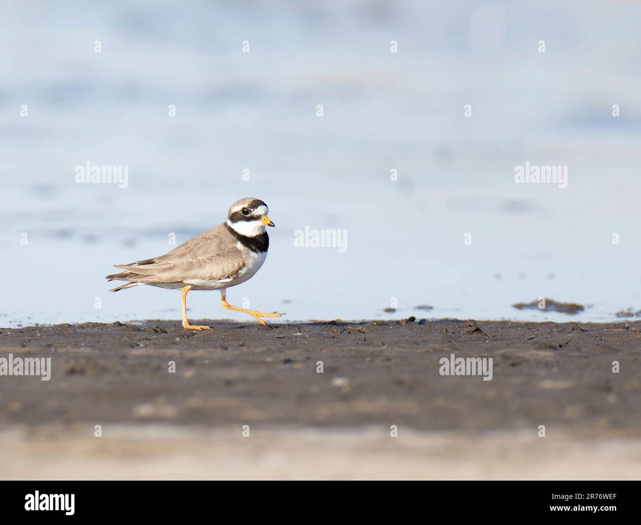 Ringed Plover ( Charadrius hiaticula ) walking Stock Photo - Alamy
