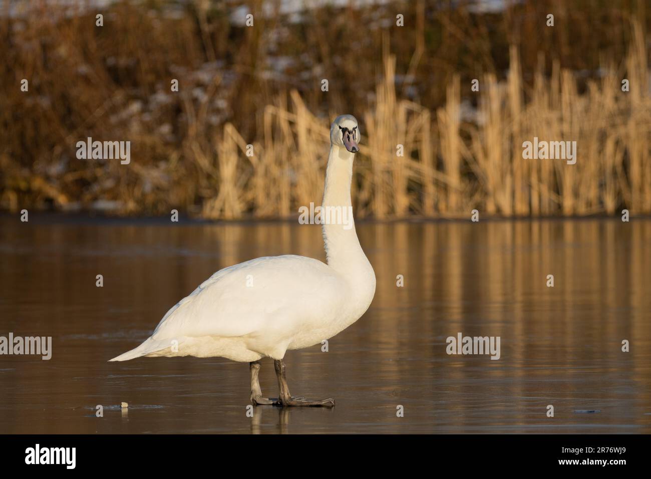 Swan stands gracefully water hi-res stock photography and images - Alamy