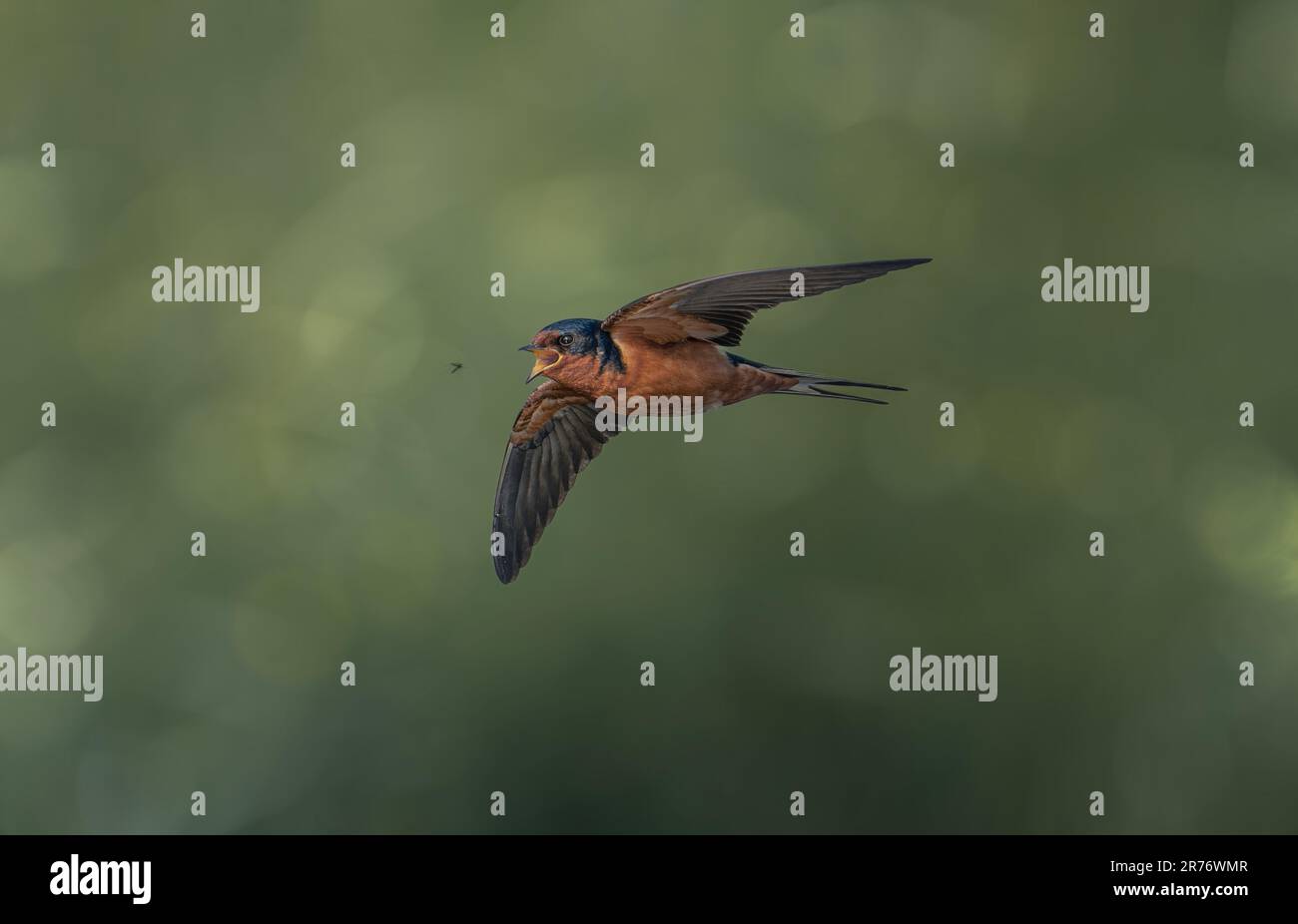 Swallow wingspan hi-res stock photography and images - Alamy