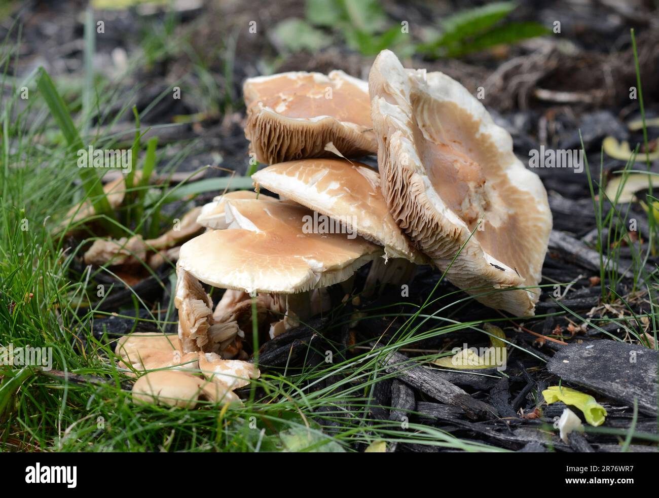 Close-up of toadstools growing in mulch Stock Photo - Alamy