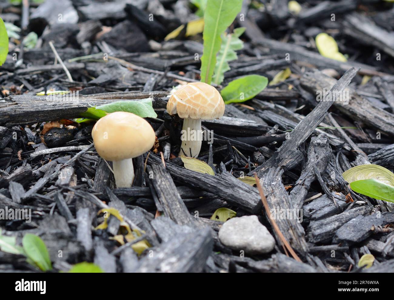 Toadstools in grass hi-res stock photography and images - Alamy