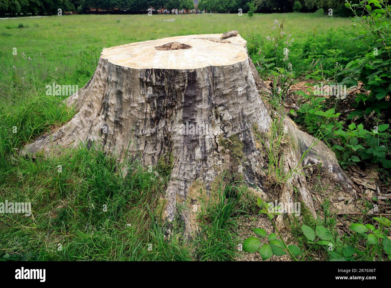 Cut old tree stump, South Wales. June 2023. Summer Stock Photo - Alamy
