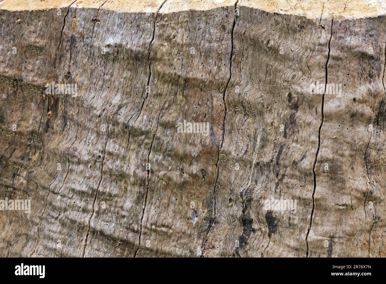 Pattern on the surface of an old tree stump, South Wales. June 2023 ...