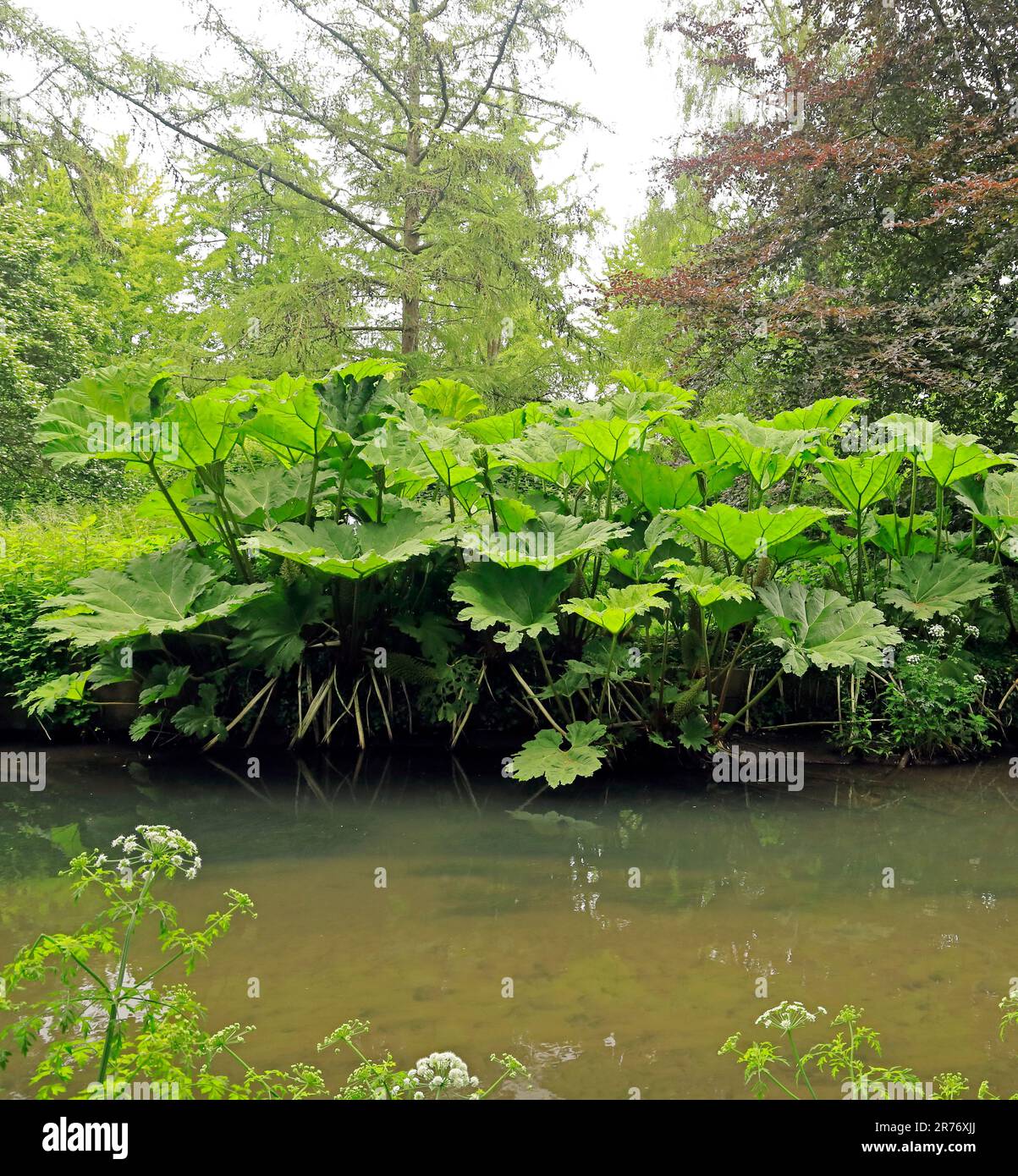 Giant Elephant's ears plant by a canal bank. June 2023. Summer Stock ...