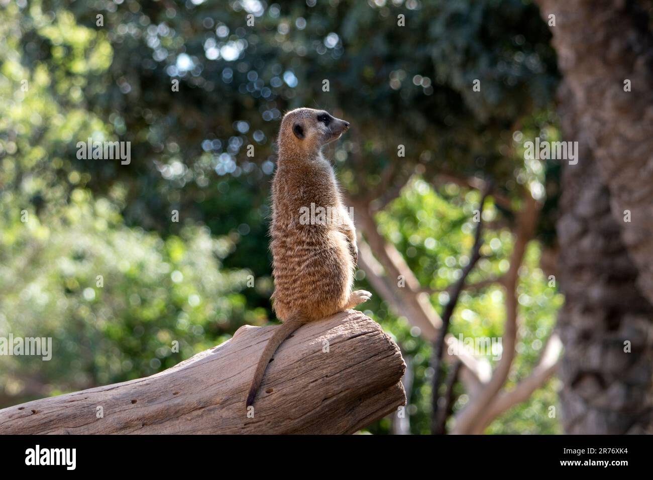 Cute animal surikate meerkats. Fury meerkat is keeping watch Stock ...