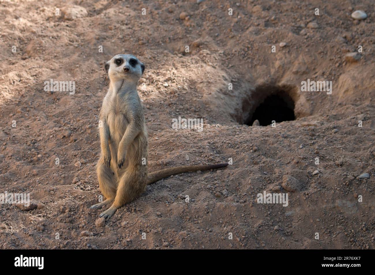 Cute animal surikate meerkats. Fury meerkat is keeping watch Stock ...
