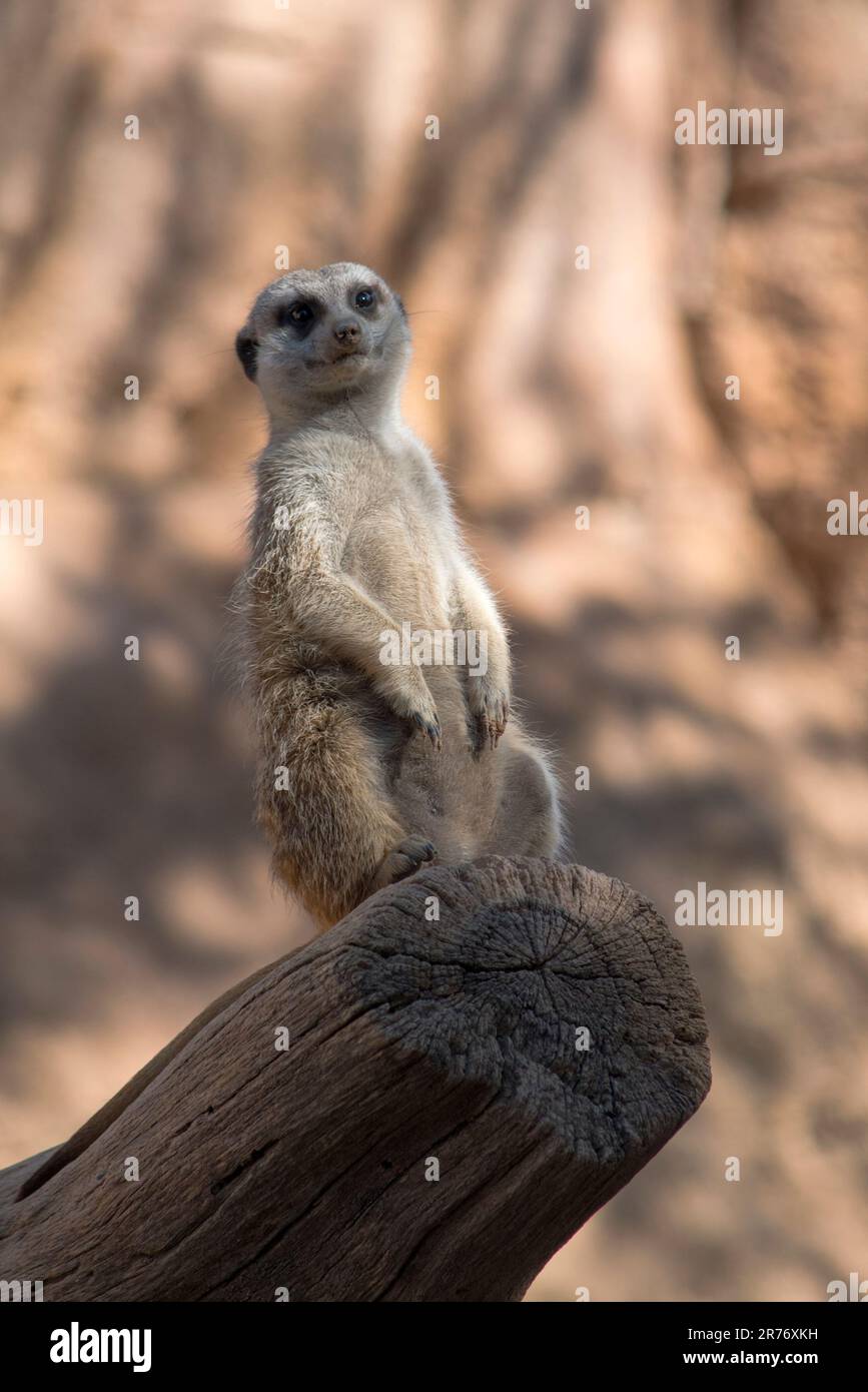 Cute animal surikate meerkats. Fury meerkat is keeping watch Stock ...