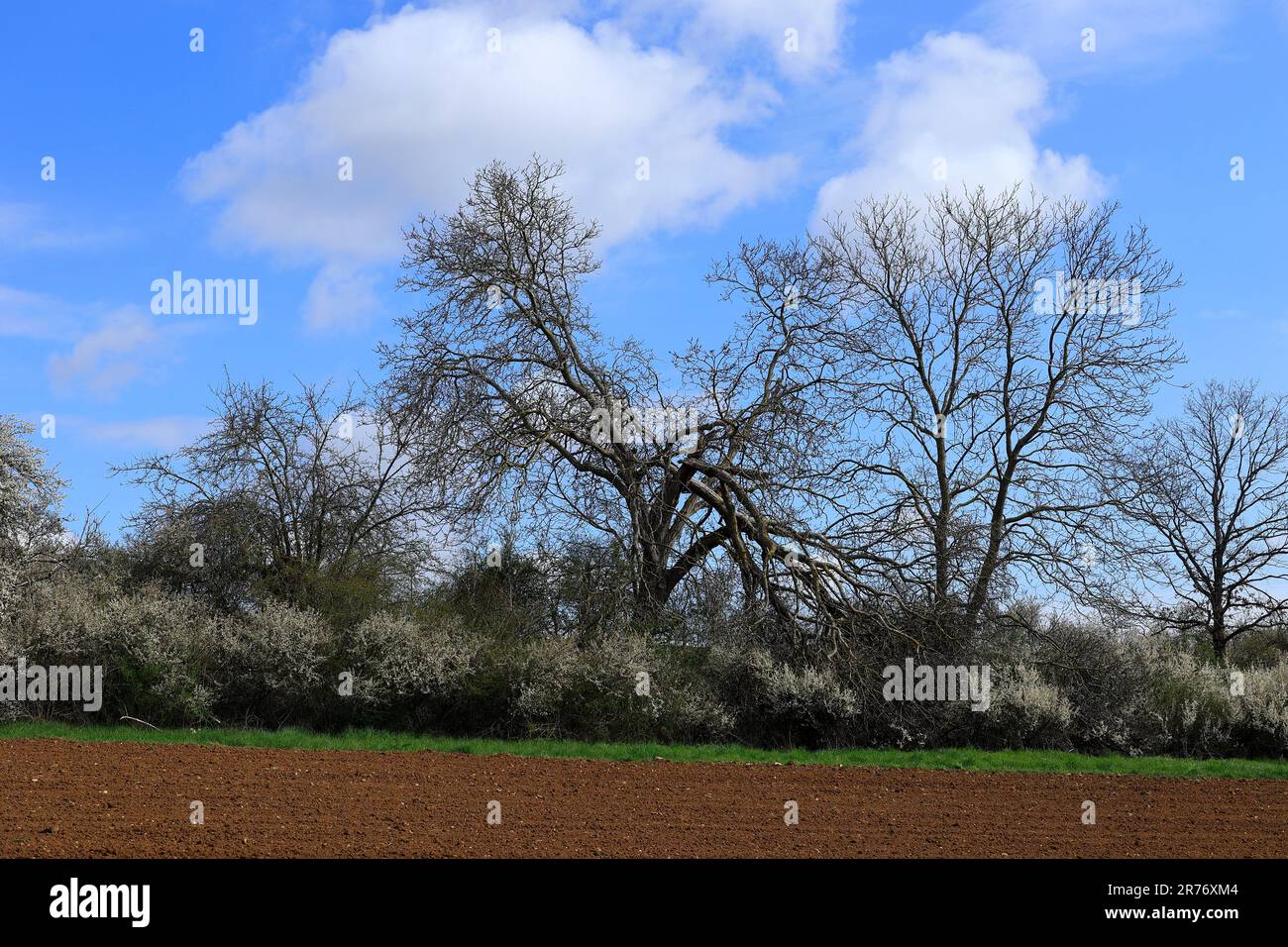 The crown of a deciduous tree has broken off Stock Photo - Alamy