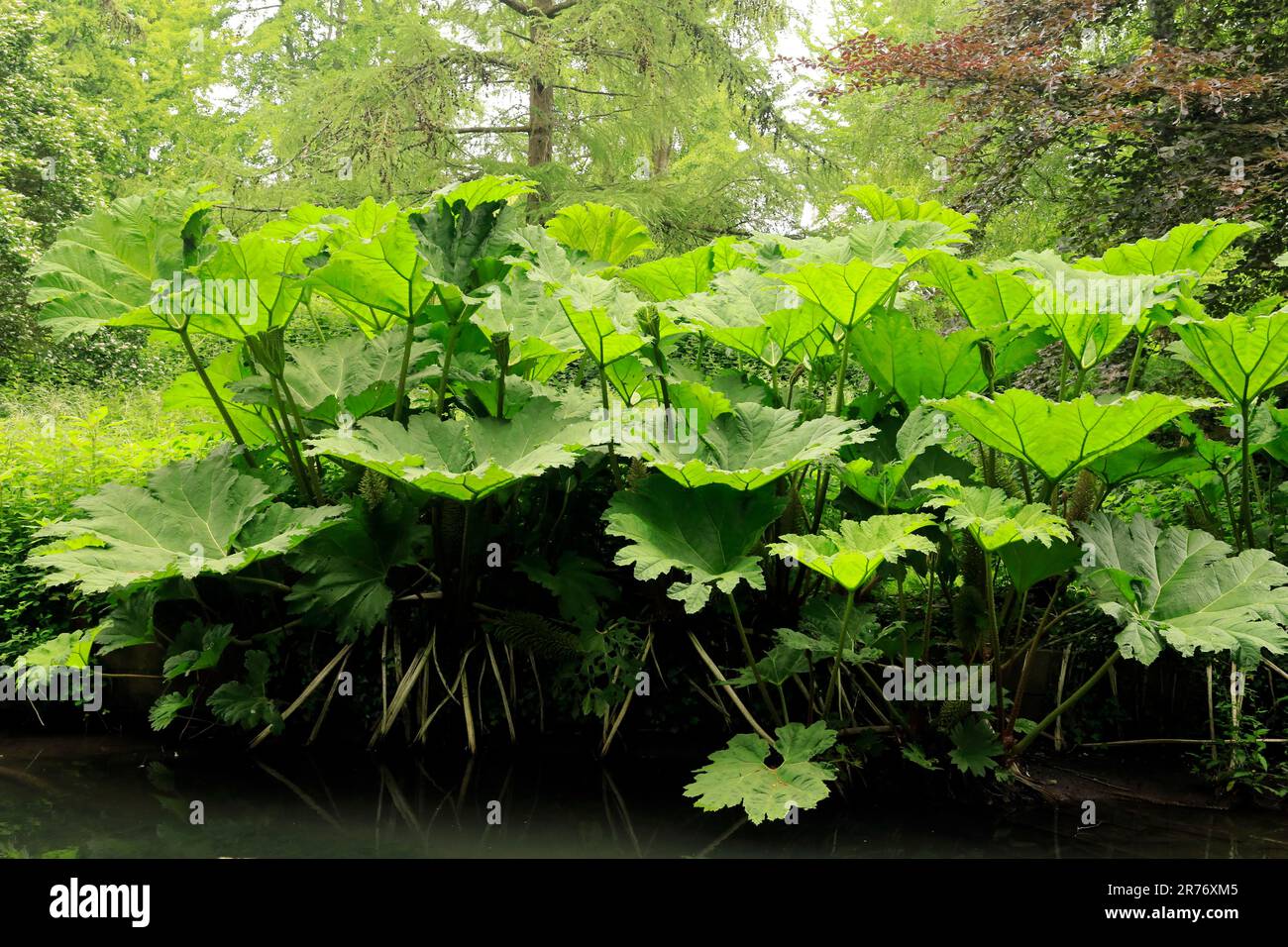 Giant Elephant's ears plant by a canal bank. June 2023. Summer Stock ...