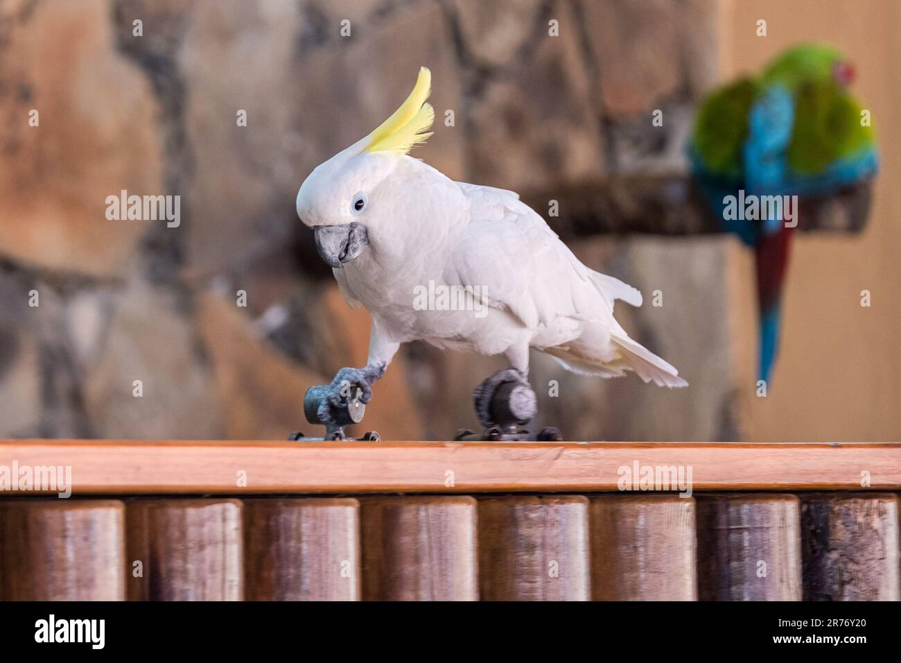 Parrot is running on roller skates. Parrots on the baclground Stock ...