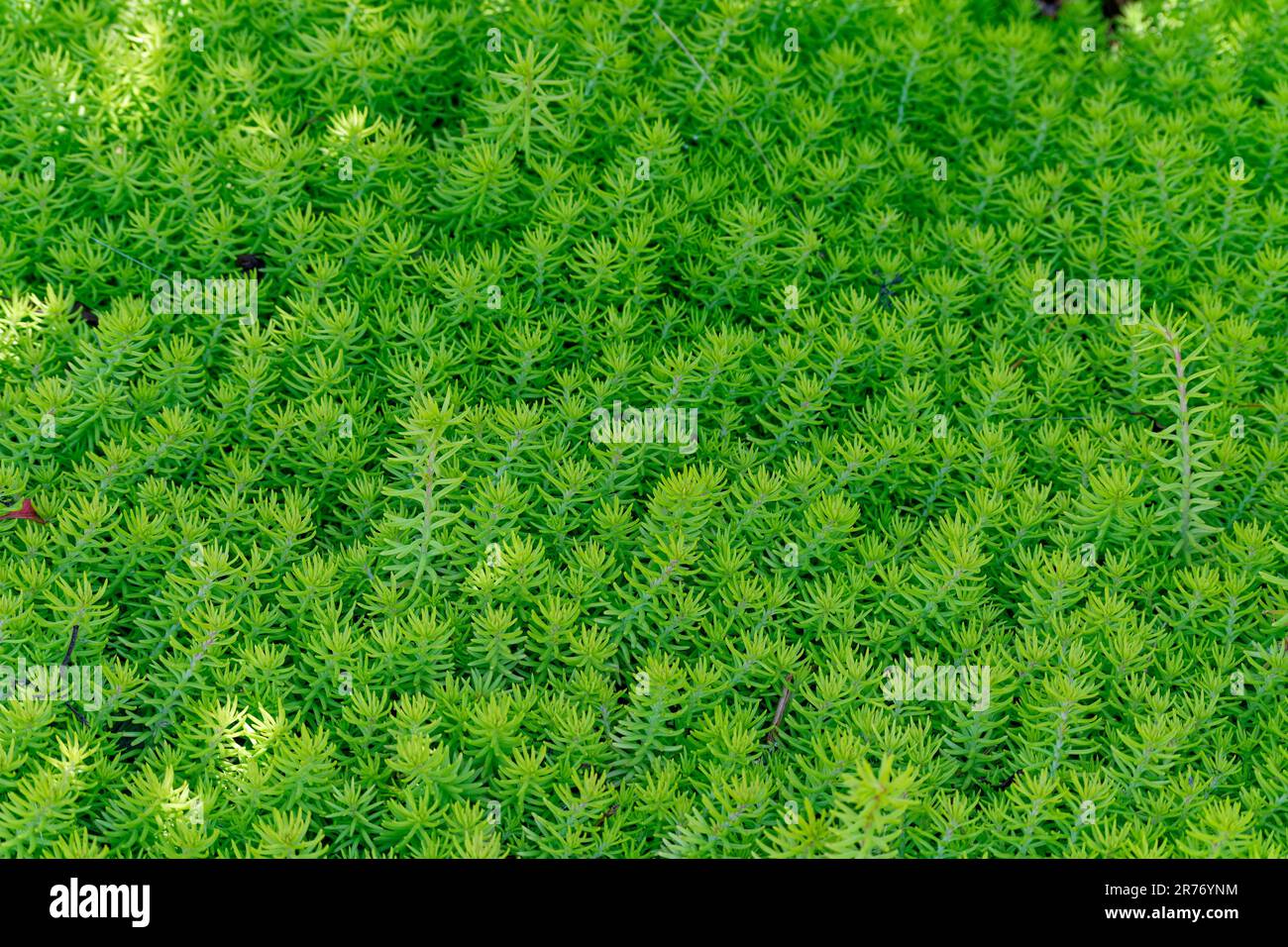 A thick dense growth of green sedum or stonecrop groundcover closeup view for backgrounds ...