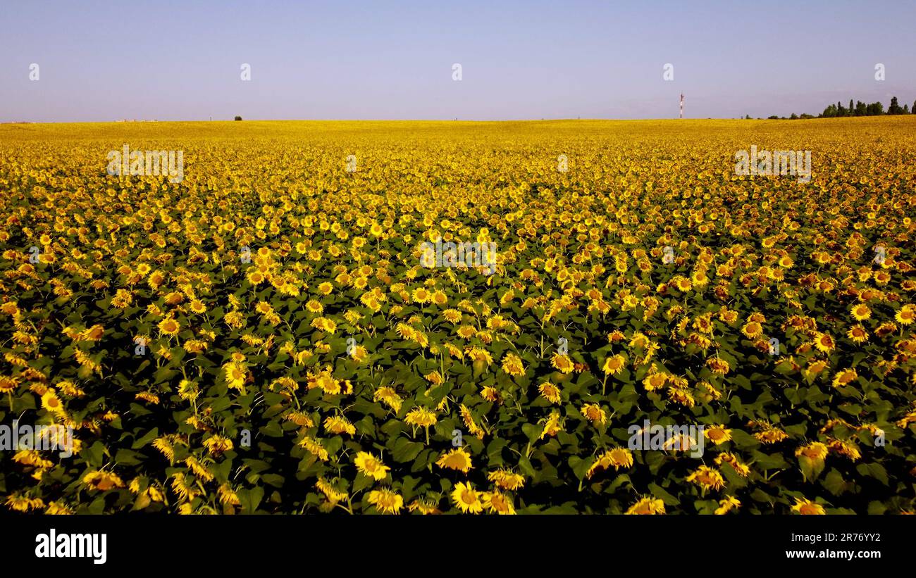 Big beautiful field of blooming sunflowers, horizon and blue sky in summer sunlight morning ...