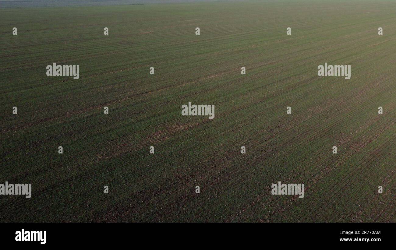 Large green field with different green agricultural crops in the city ...
