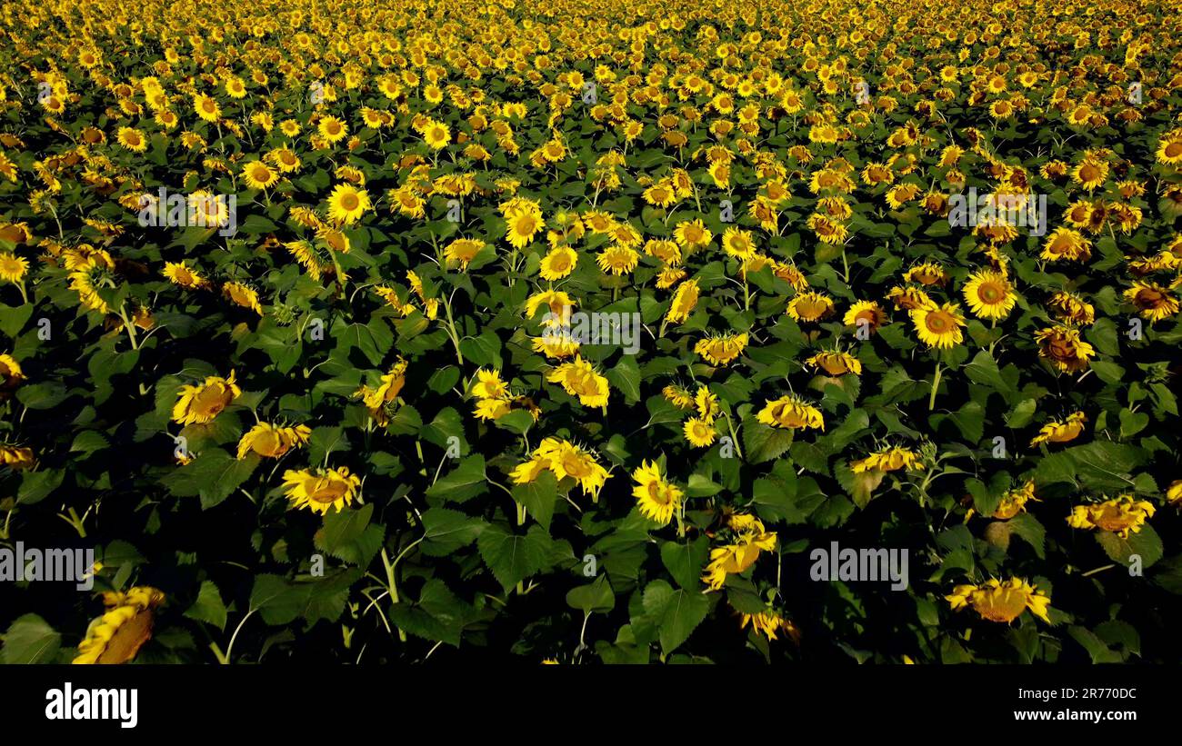 Sunflowers in morning summer field hi-res stock photography and images ...