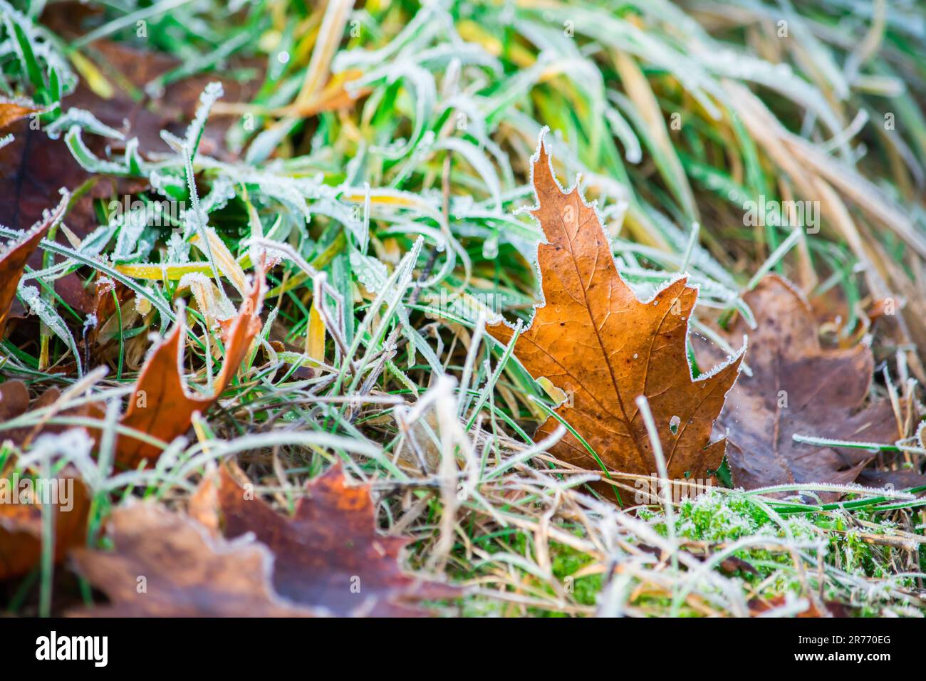 Frozen nature with leaves. Green background. High resolution photo ...