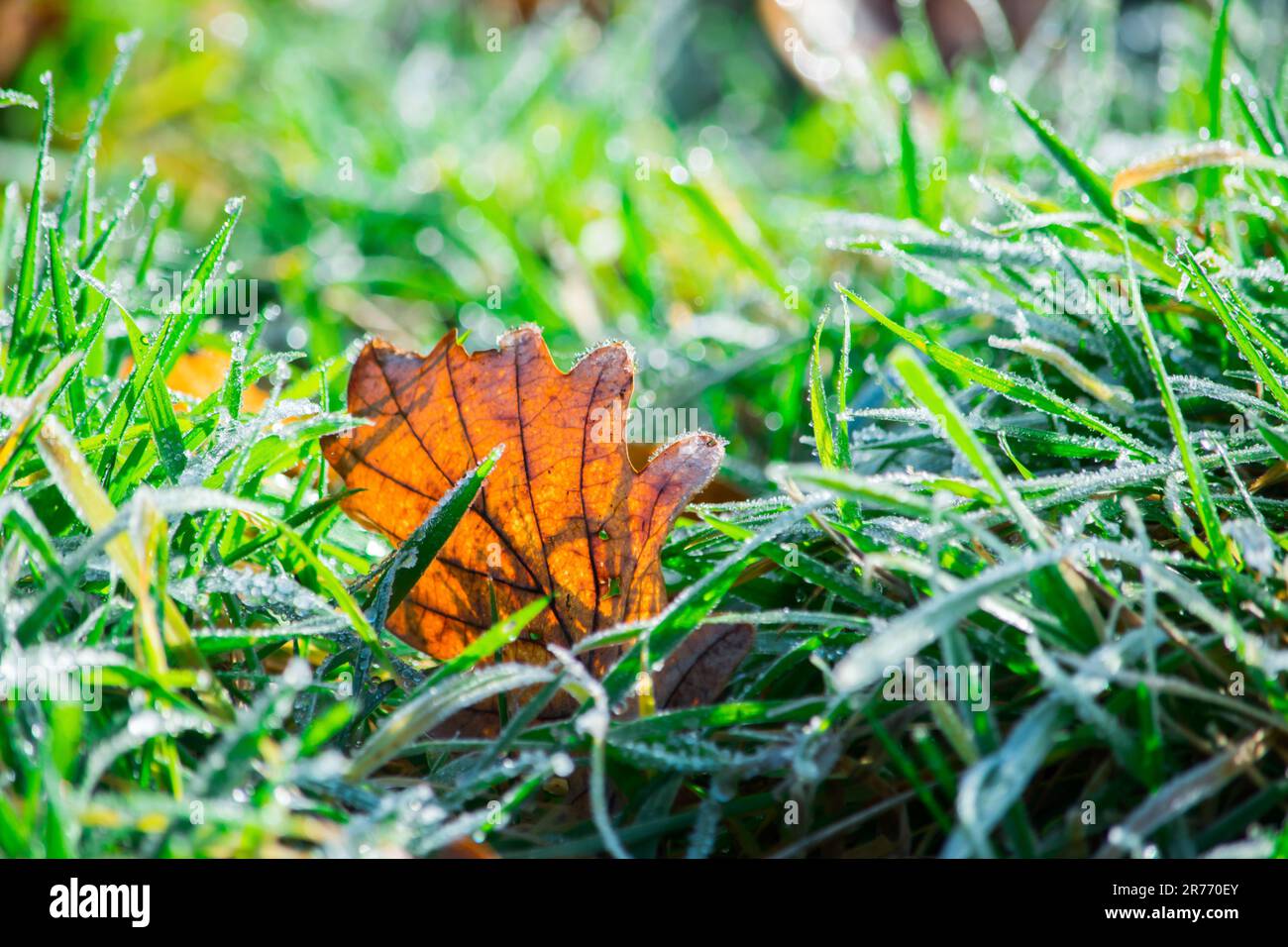 Frozen nature with leaves. Green background. High resolution photo ...