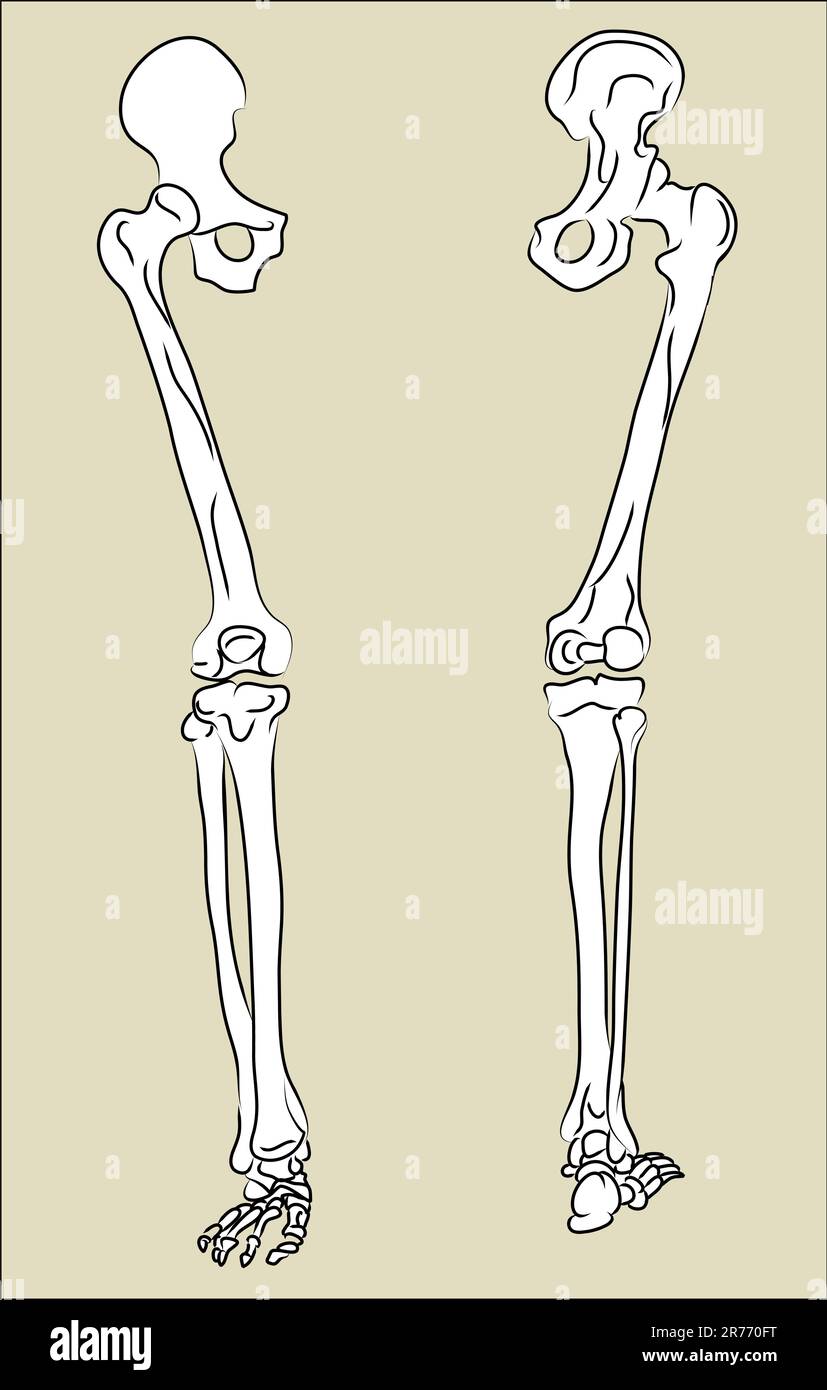 Front view human foot Stock Vector Images - Alamy
