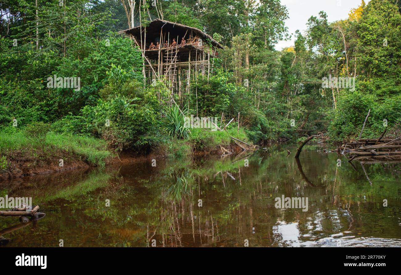 Korowai tree house hi-res stock photography and images - Alamy