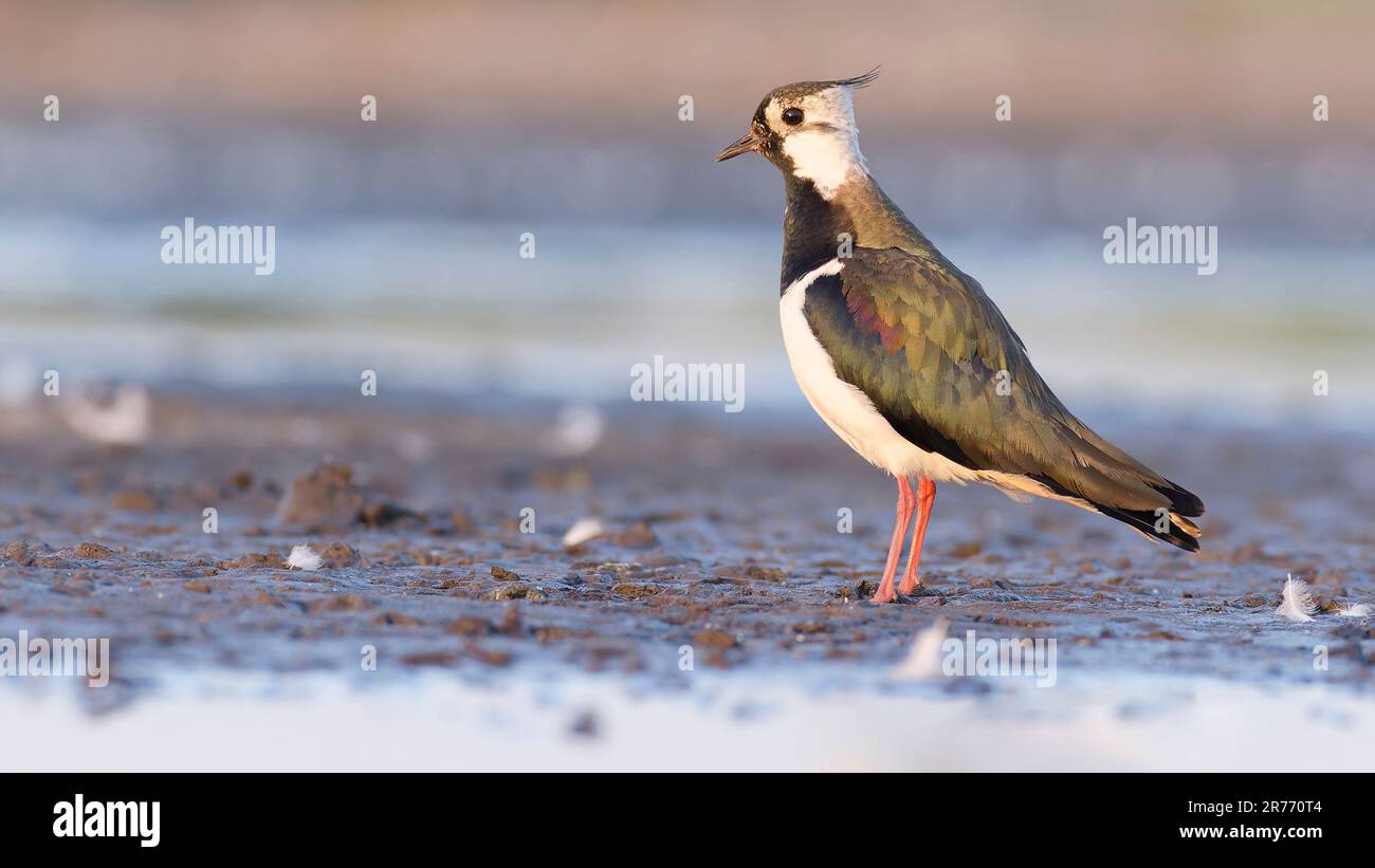 Lapwing feathers close up hi-res stock photography and images - Alamy
