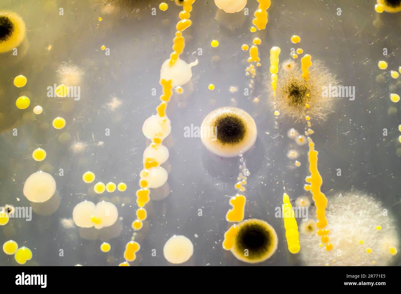 Colonies of different bacteria and mold fungi cultivated from indoor ...