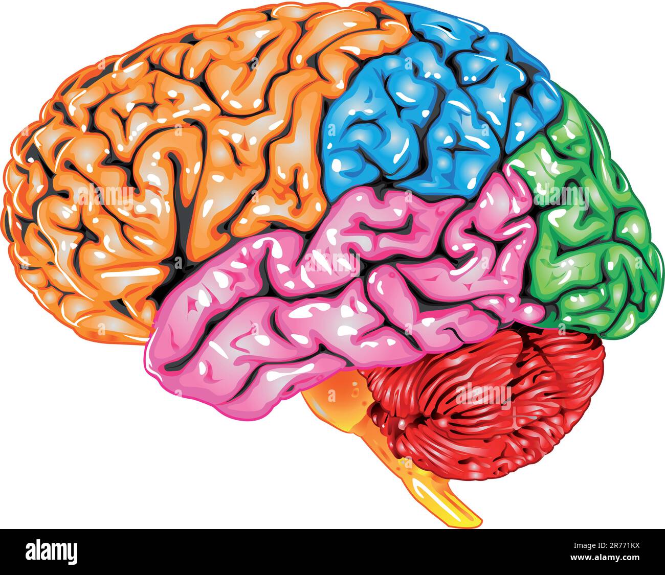 Illustration body part vector, human brain lateral view Stock Vector ...