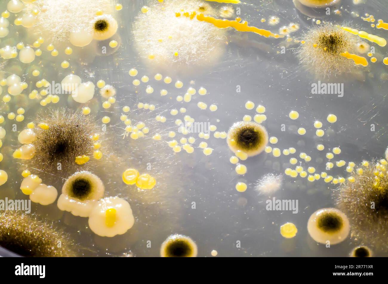 Colonies of different bacteria and mold fungi cultivated from indoor ...