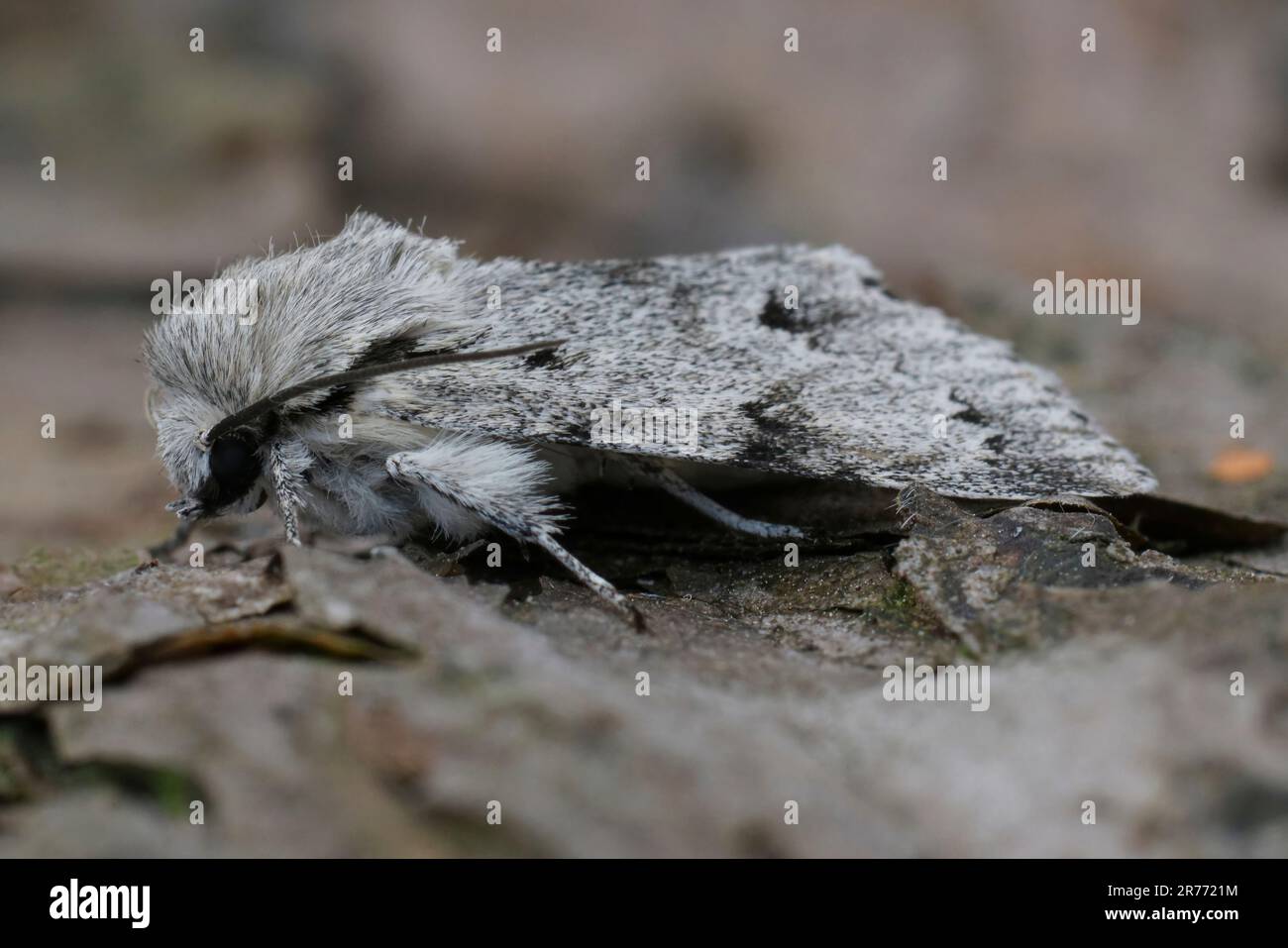 Closeup on the black and white colored miller owlet moth, Acronicta ...