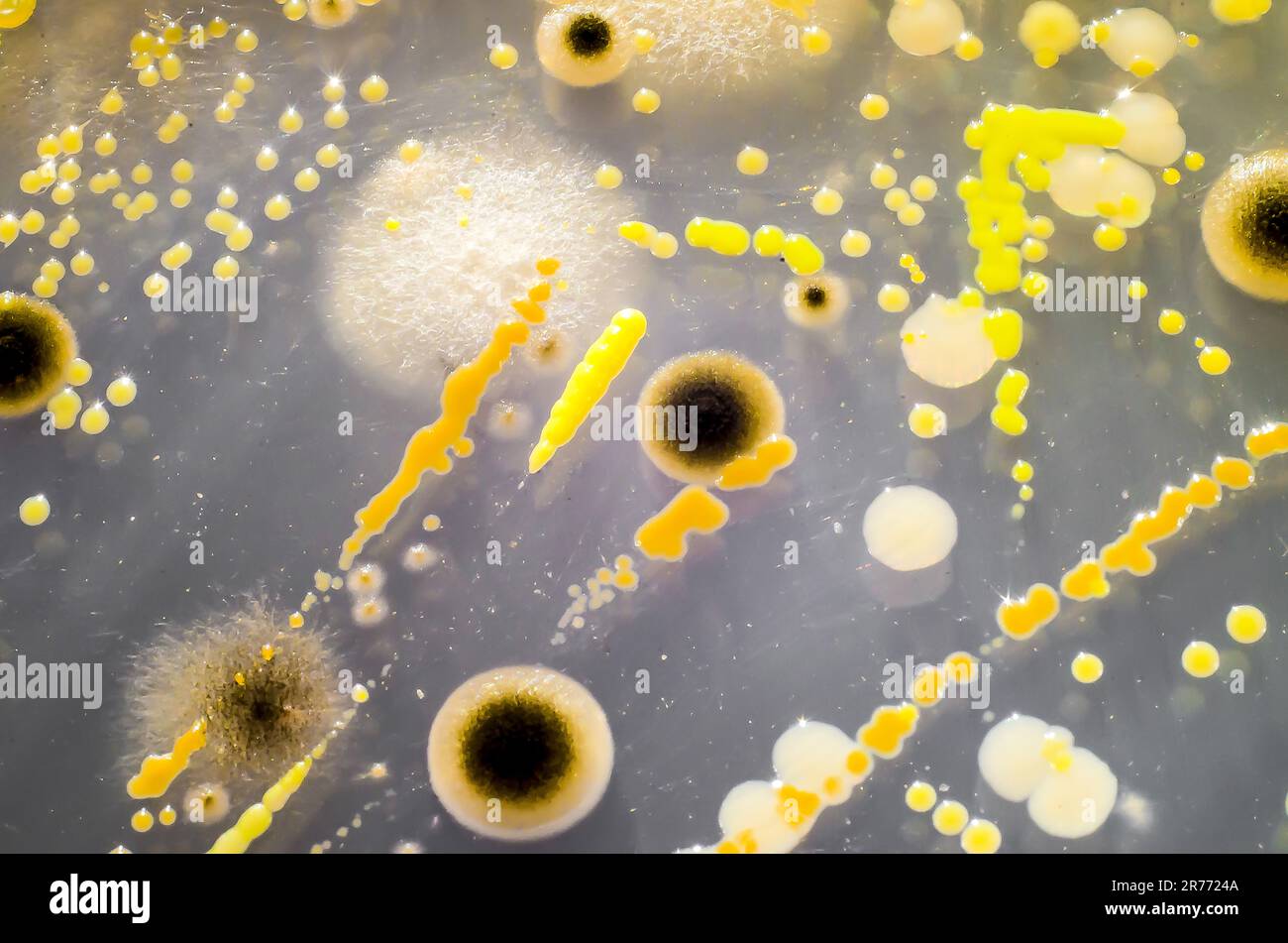 Colonies of different bacteria and mold fungi cultivated from indoor ...