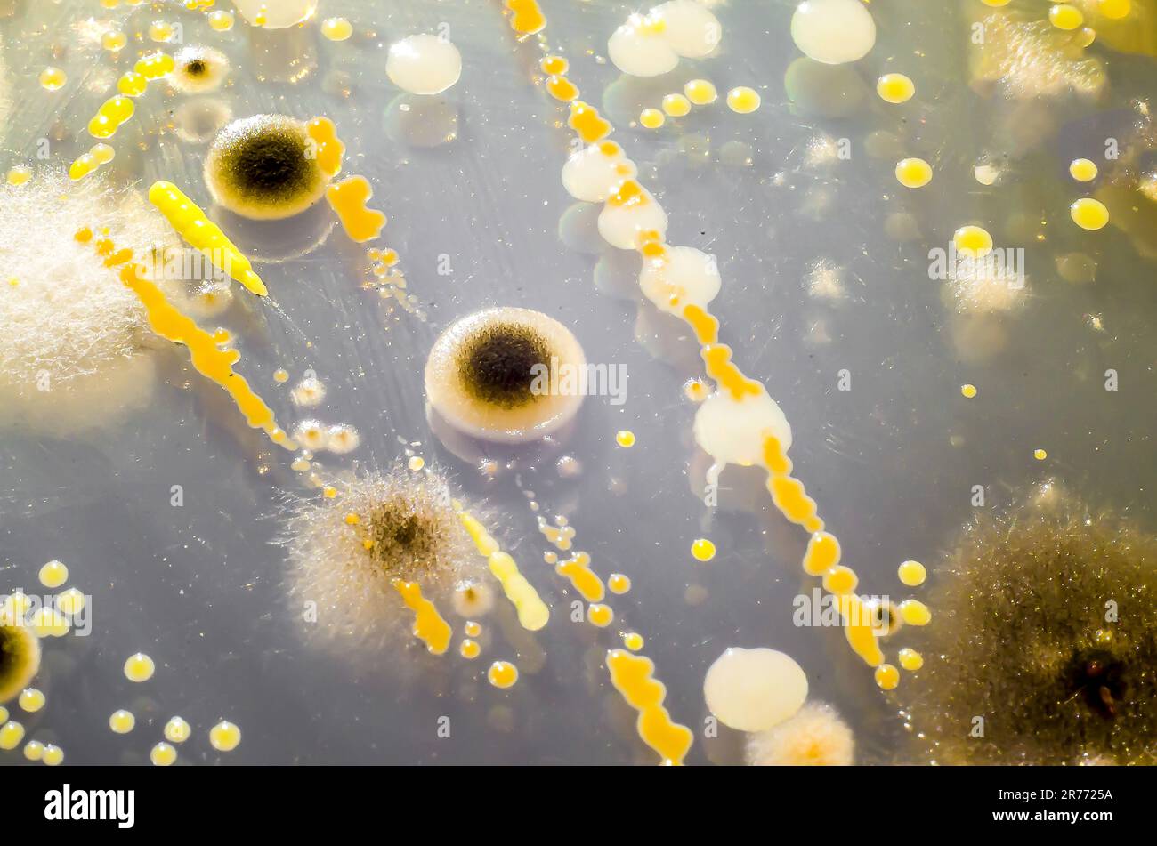 Colonies of different bacteria and mold fungi cultivated from indoor ...