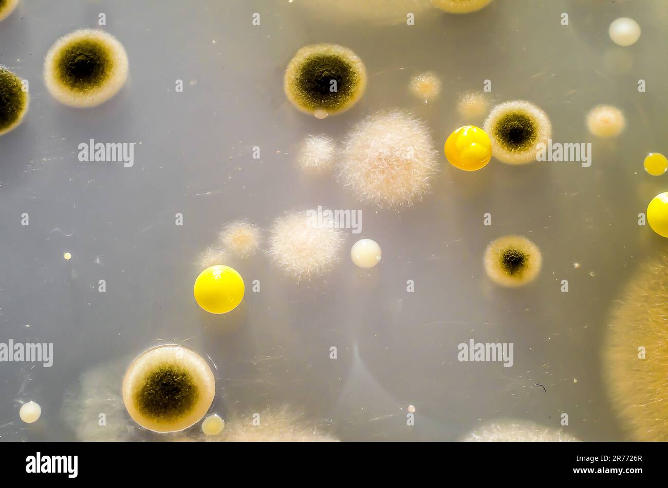 Colonies of different bacteria and mold fungi cultivated from indoor ...