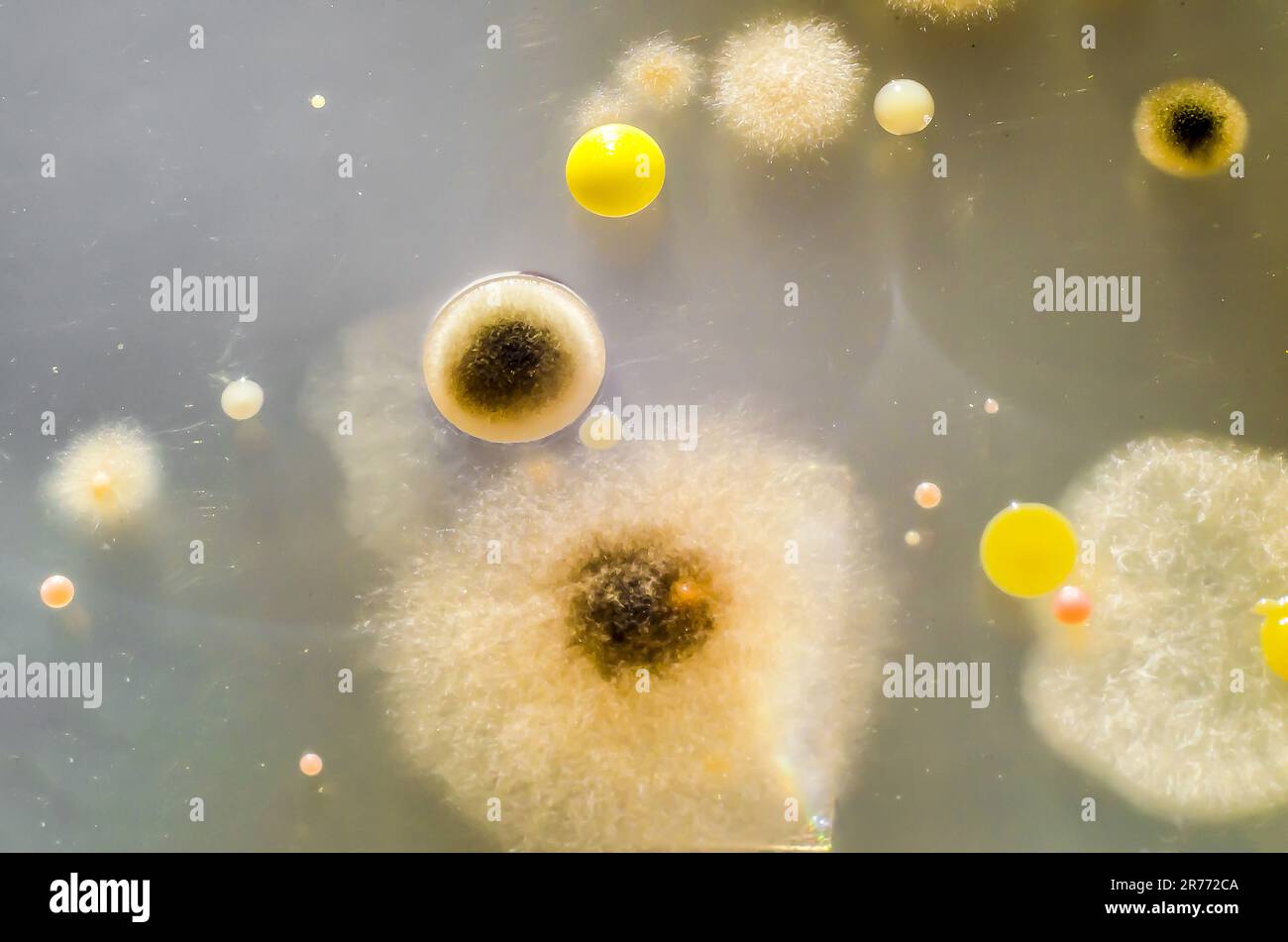 Colonies of different bacteria and mold fungi cultivated from indoor ...