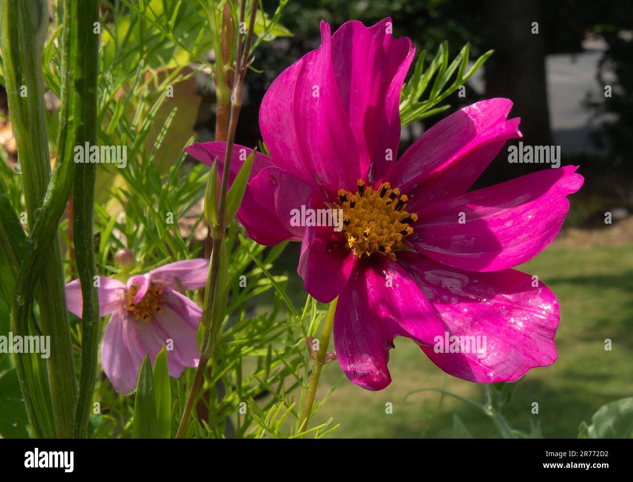 June in the garden hi-res stock photography and images - Alamy
