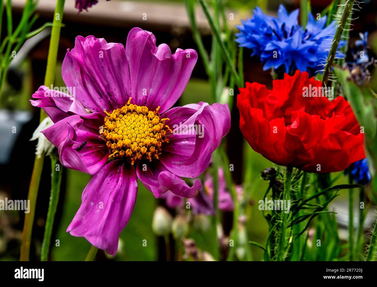 June in the garden hi-res stock photography and images - Alamy