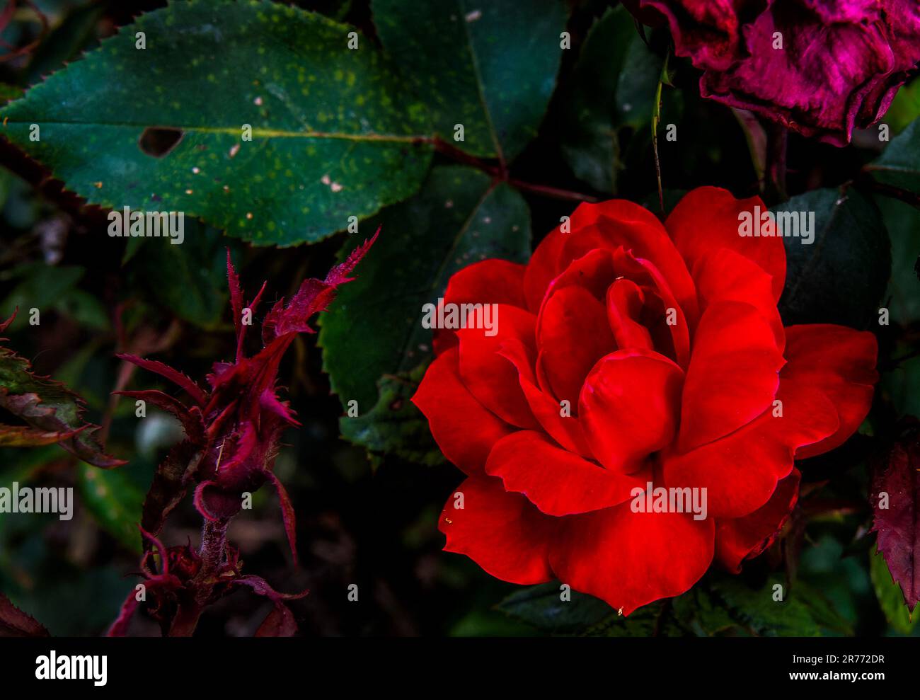 Brilliant red rose in bloom Stock Photo - Alamy
