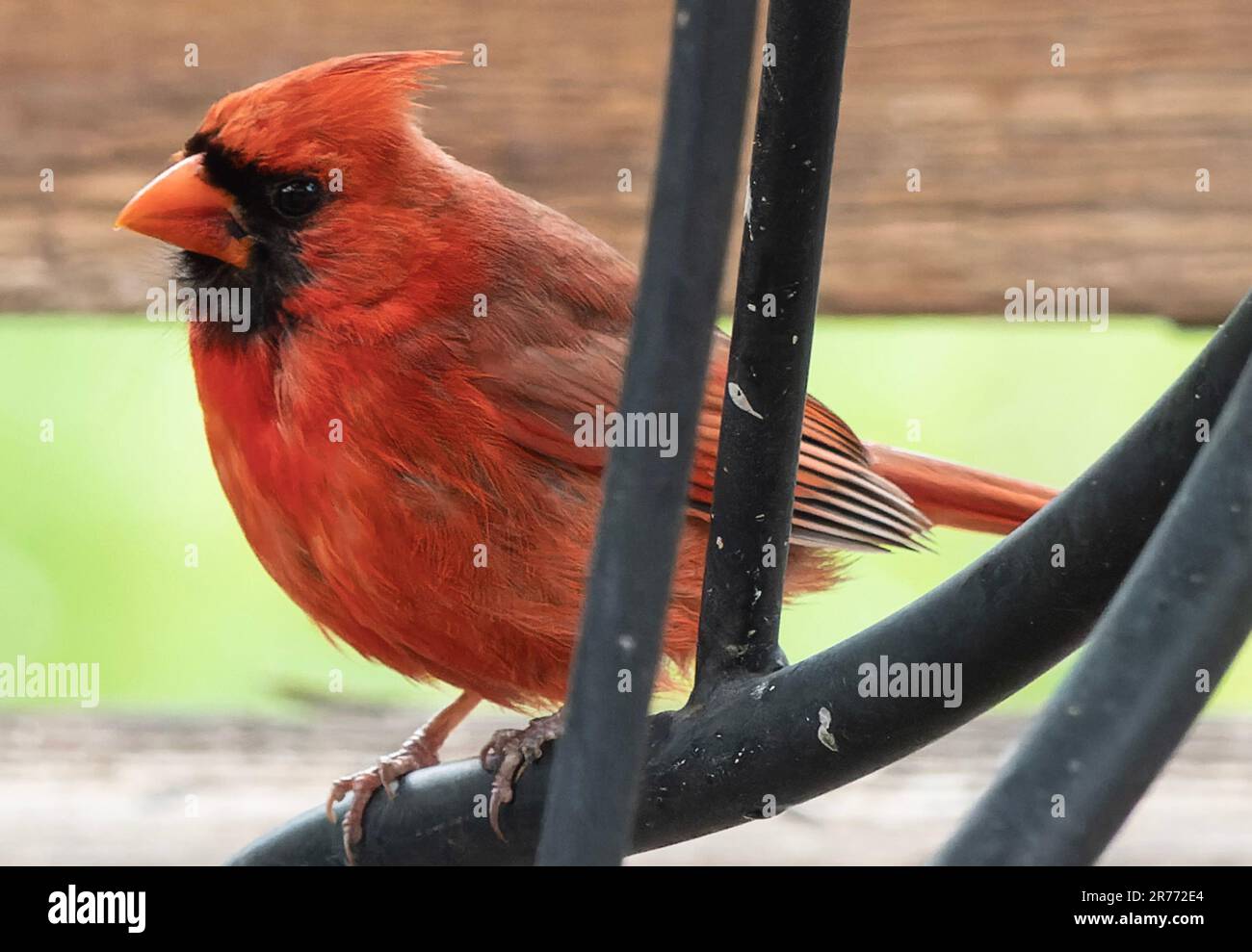 A Northern Cardinal finds a perch under a patio table Stock Photo - Alamy