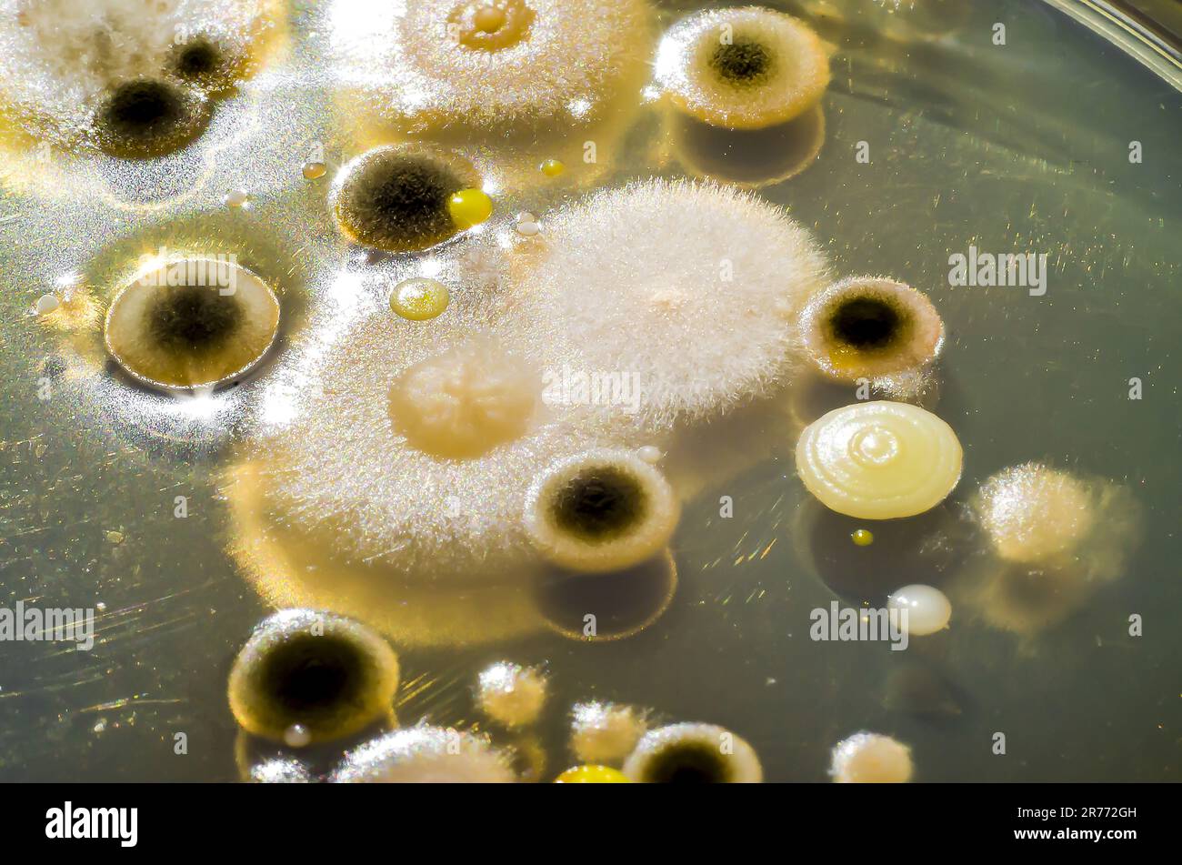 Colonies of different bacteria and mold fungi cultivated from indoor ...