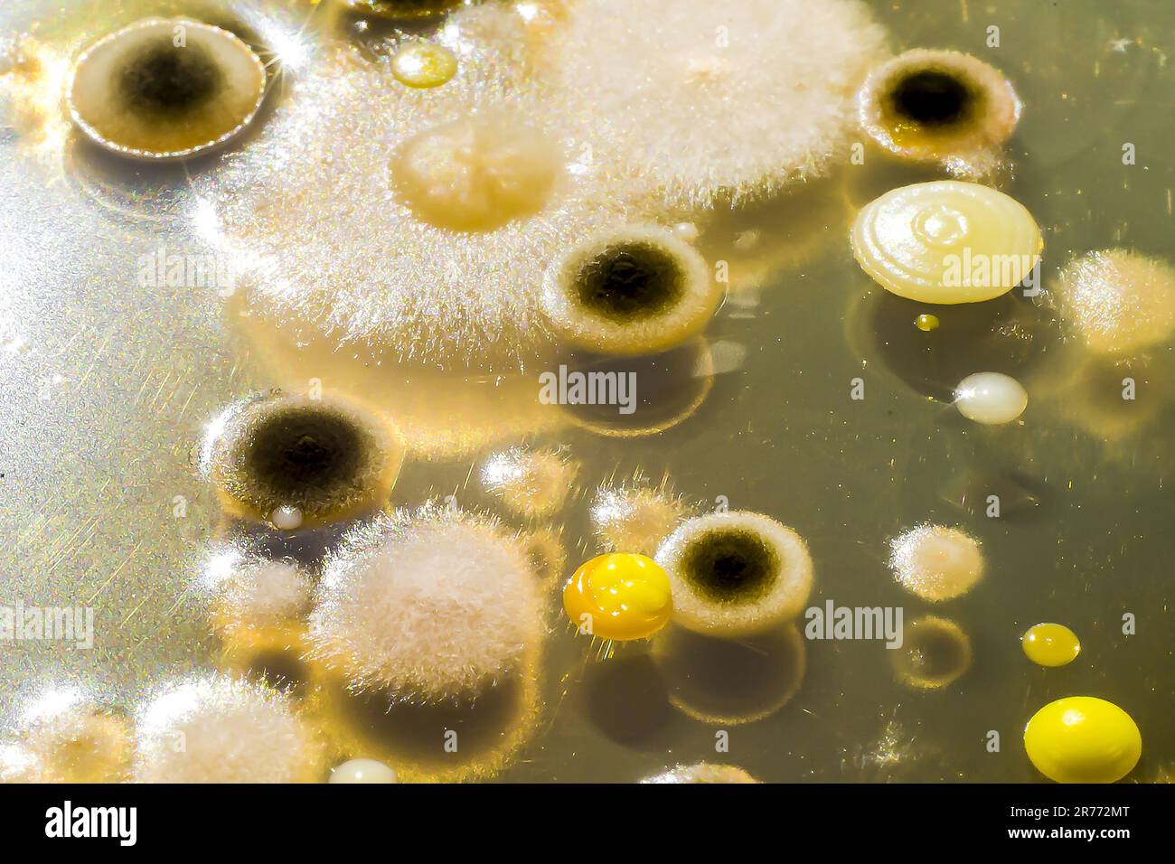 Colonies of different bacteria and mold fungi cultivated from indoor ...