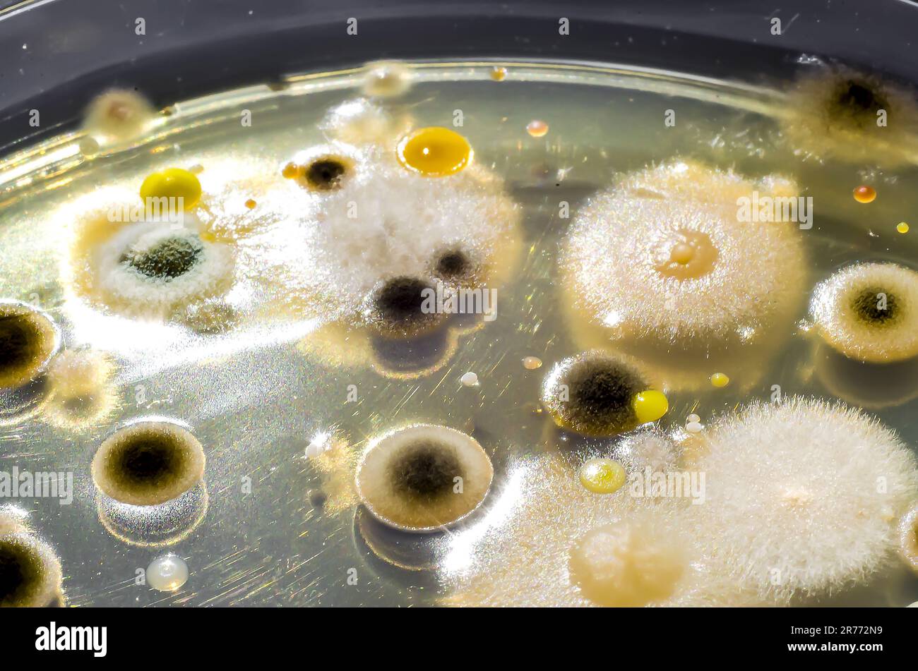 Colonies of different bacteria and mold fungi cultivated from indoor ...